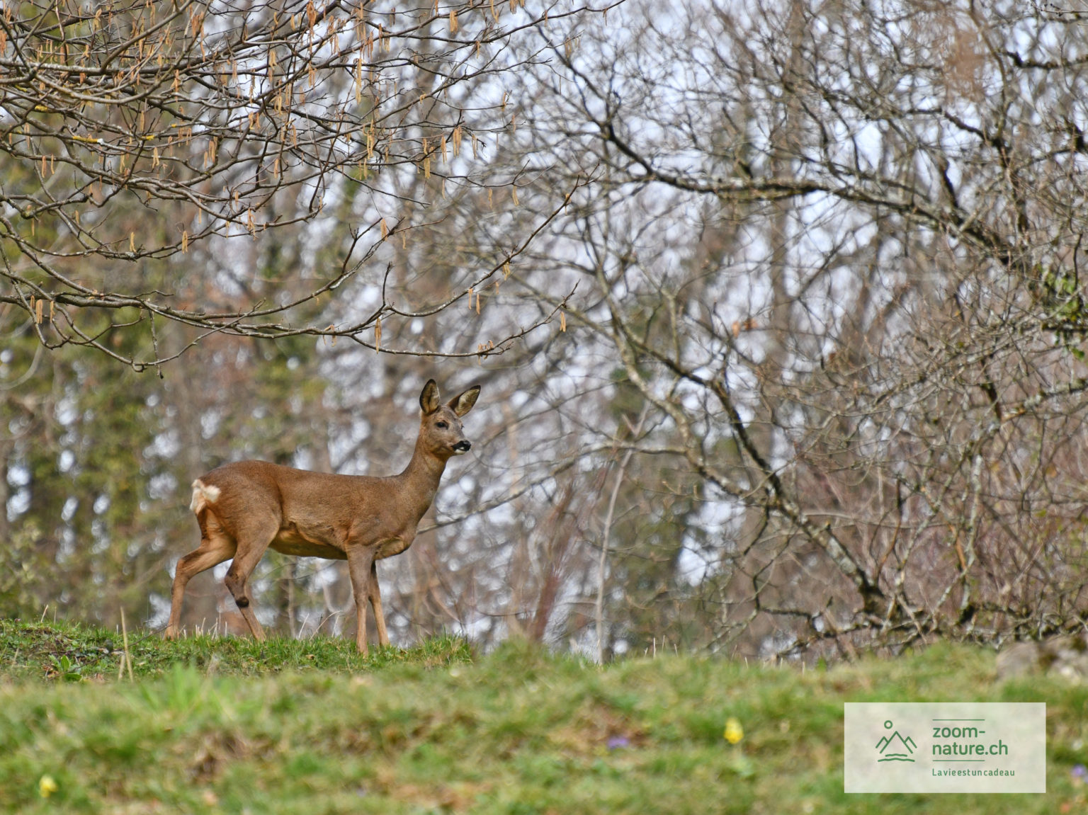 Chevreuils en forêt - ZOOM-NATURE.CH