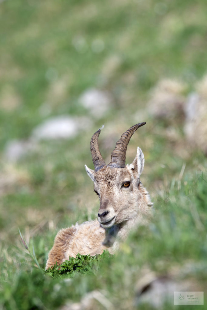 Le Bouquetin des Alpes - ZOOM-NATURE.CH