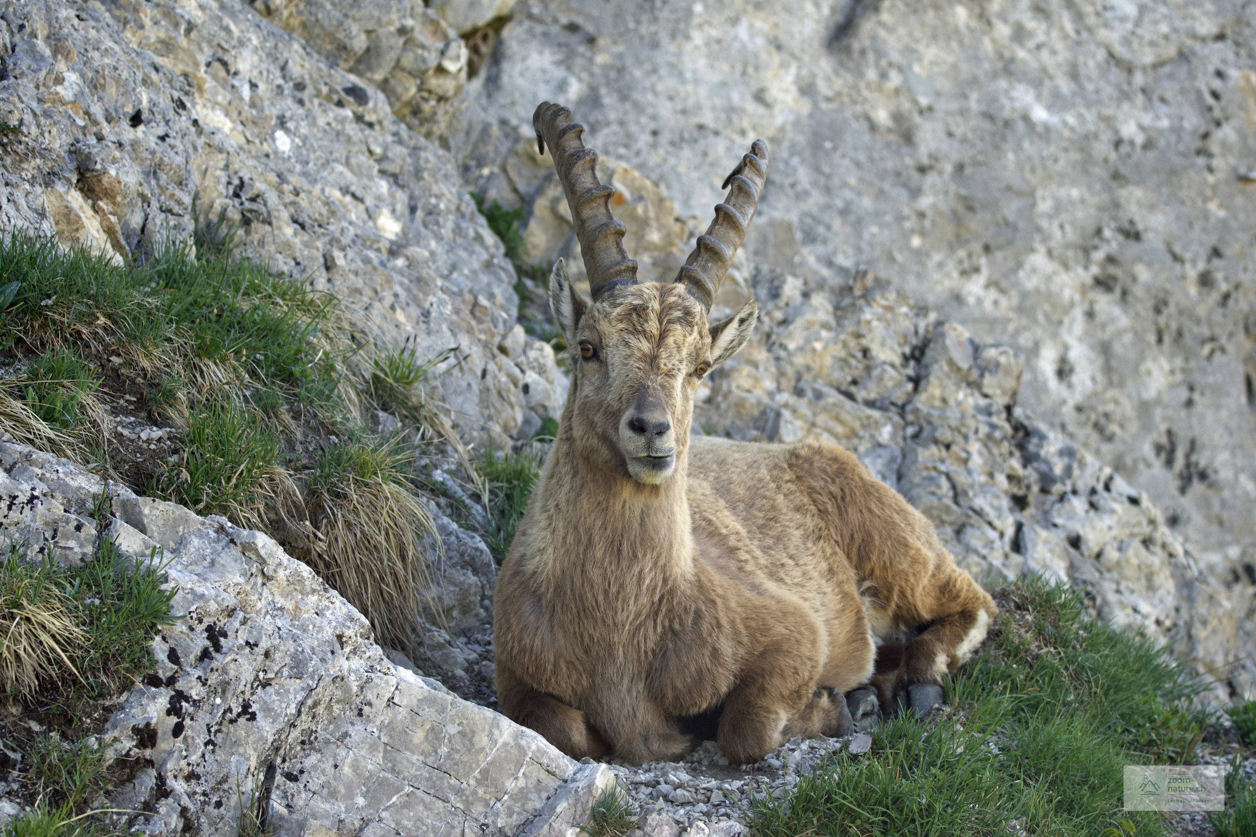 Le Bouquetin des Alpes - ZOOM-NATURE.CH