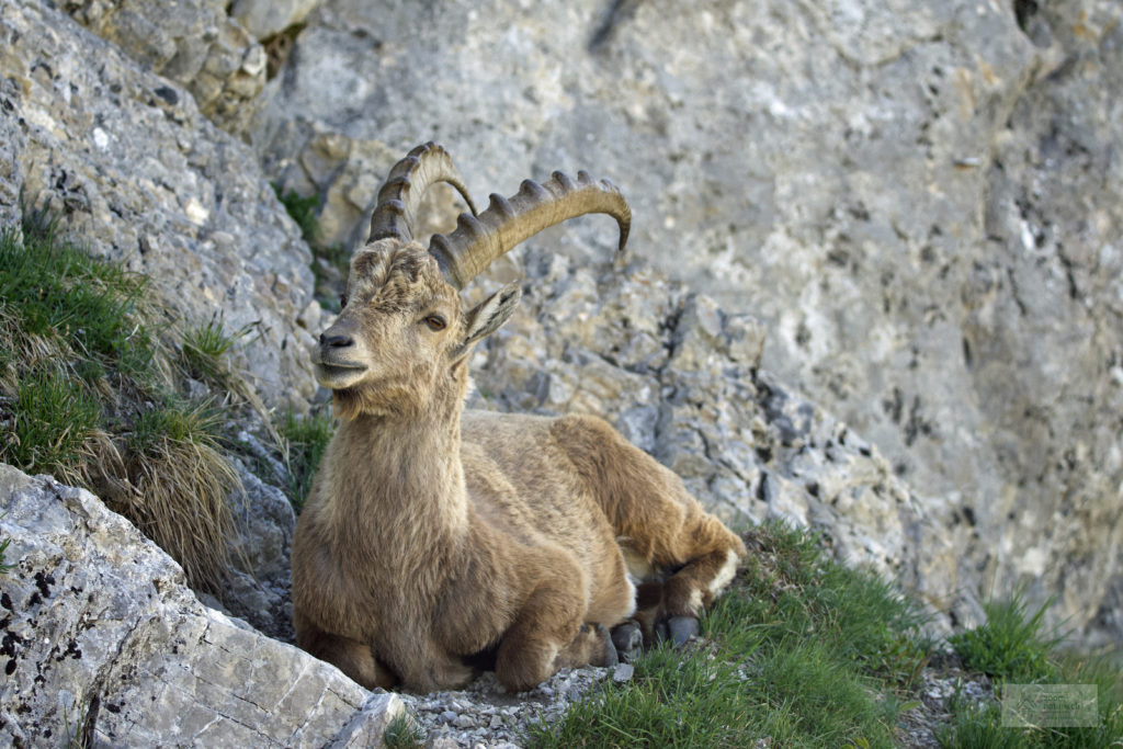 Les cabris - ZOOM-NATURE.CH