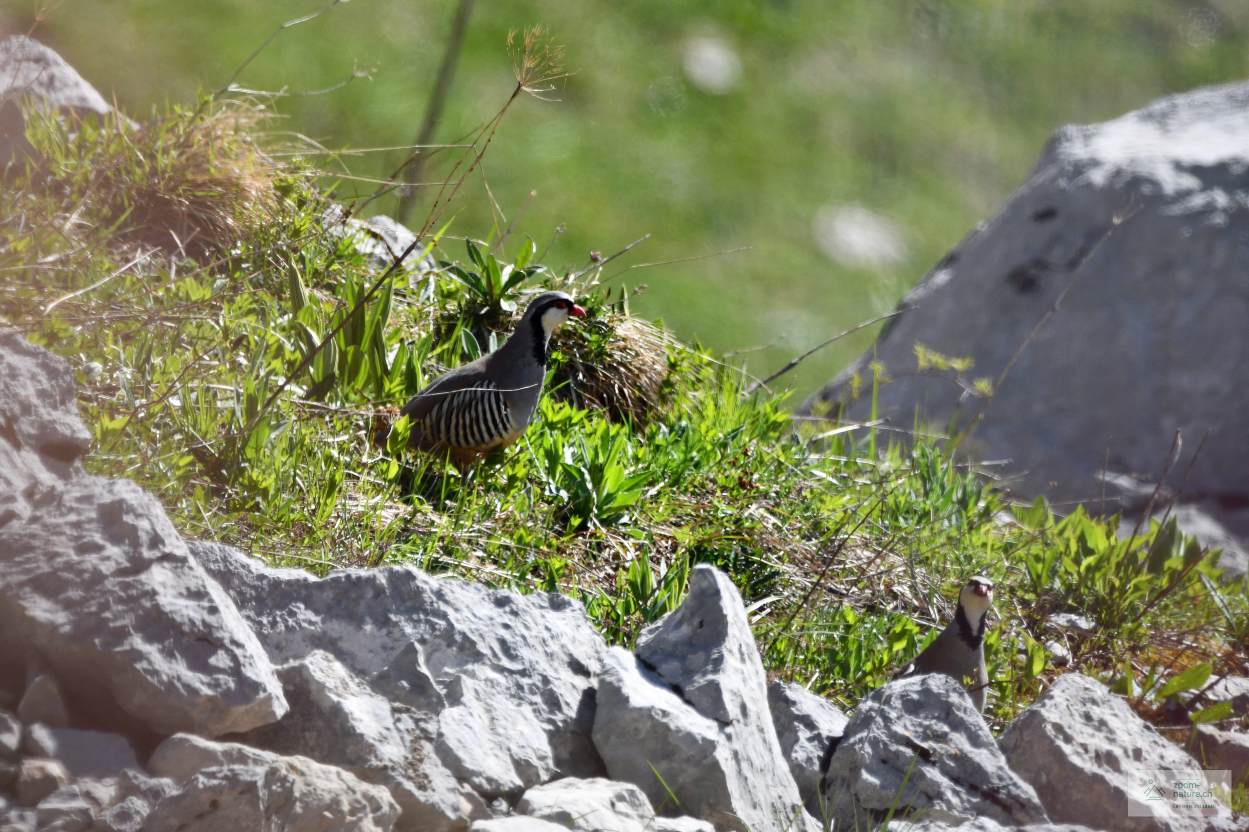 Oiseaux des Alpes - ZOOM-NATURE.CH