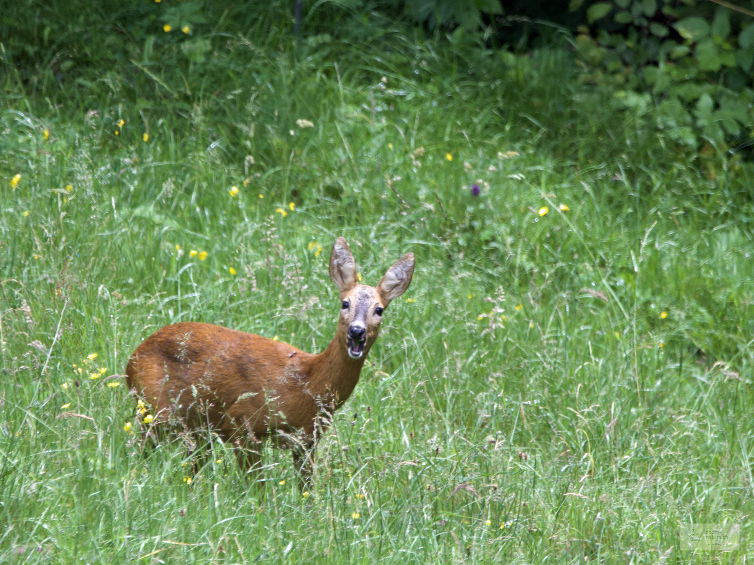Les chevreuils - ZOOM-NATURE.CH