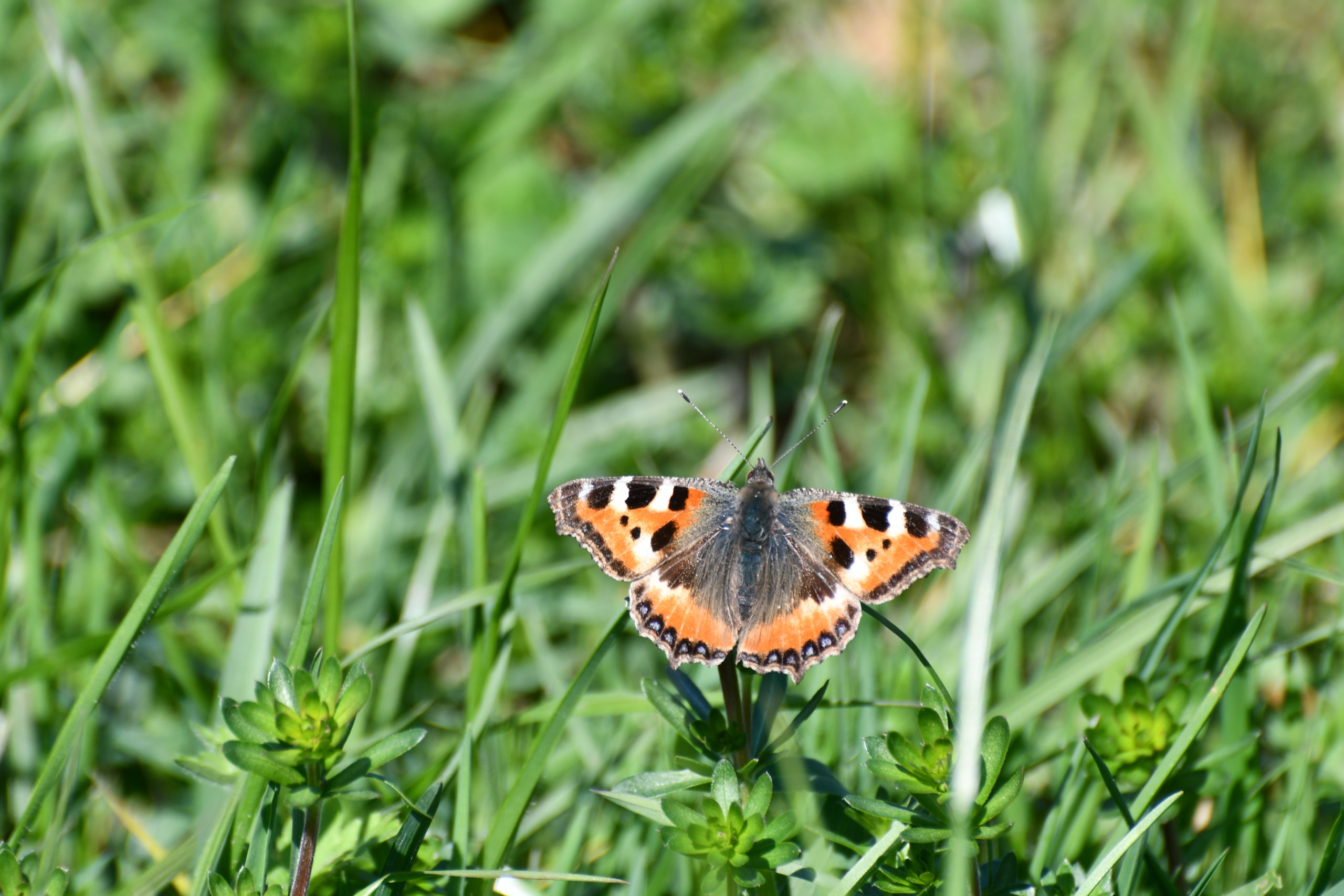 Insectes du jardin - ZOOM-NATURE.CH