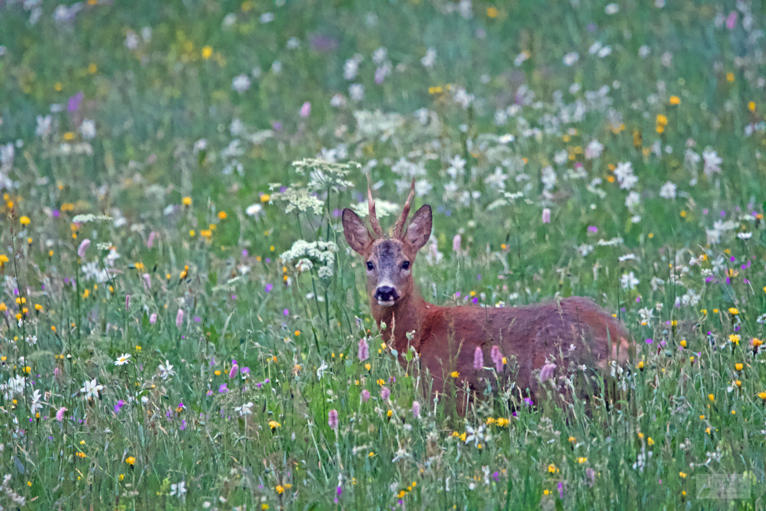 Les chevreuils - ZOOM-NATURE.CH