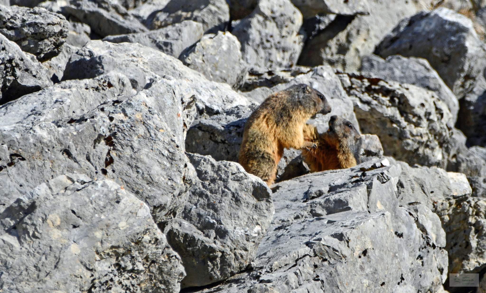 Les marmottes – ZOOM-NATURE.CH