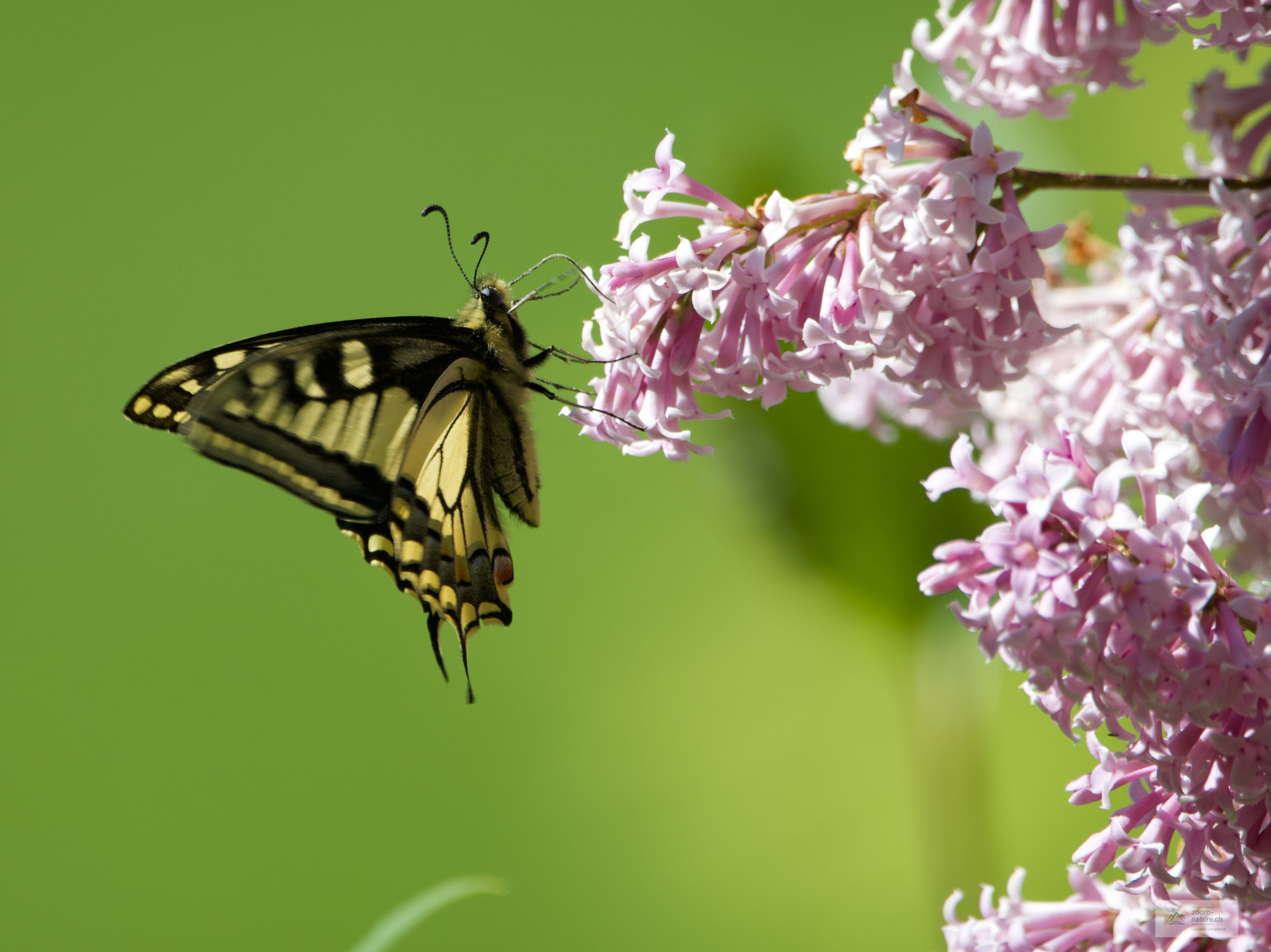 Insectes du jardin - ZOOM-NATURE.CH