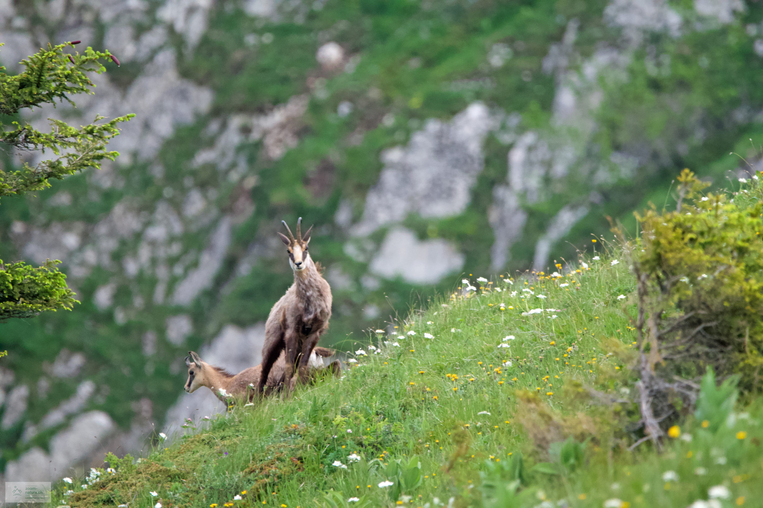 Observation des chamois - ZOOM-NATURE.CH