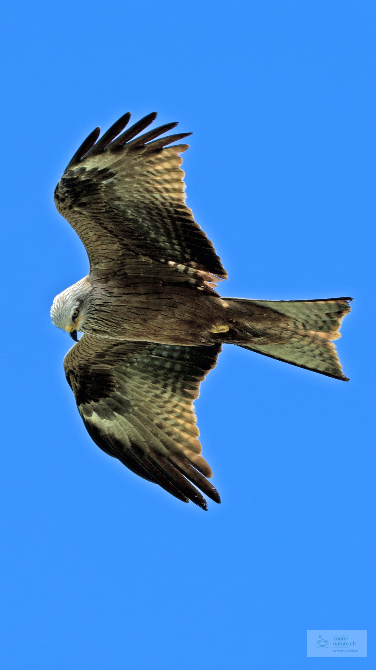 Les rapaces - ZOOM-NATURE.CH