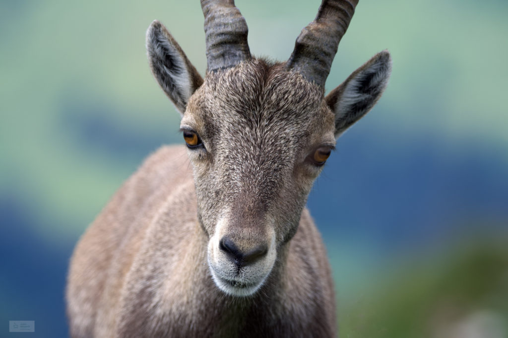Les cabris - ZOOM-NATURE.CH