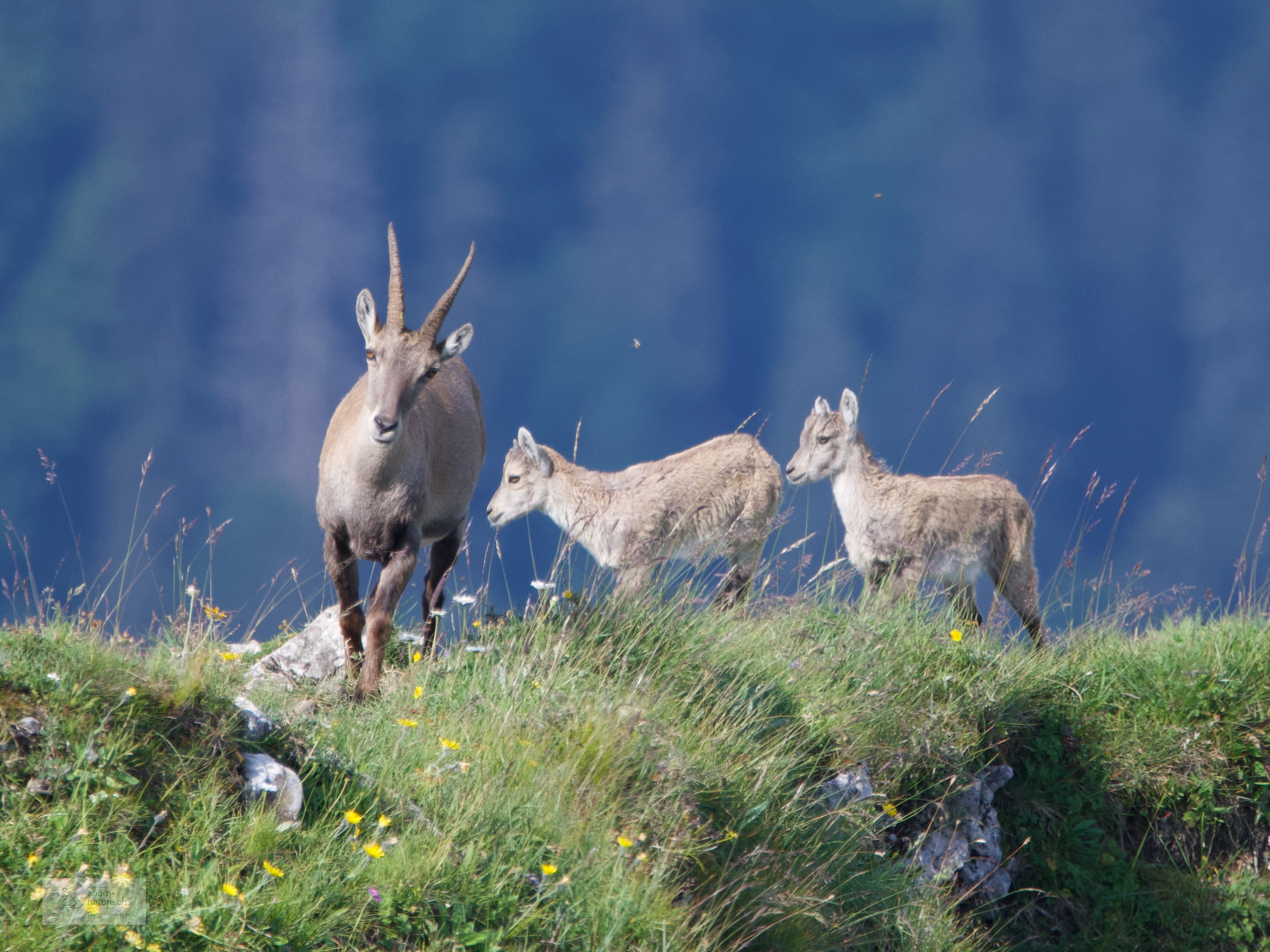Les cabris - ZOOM-NATURE.CH