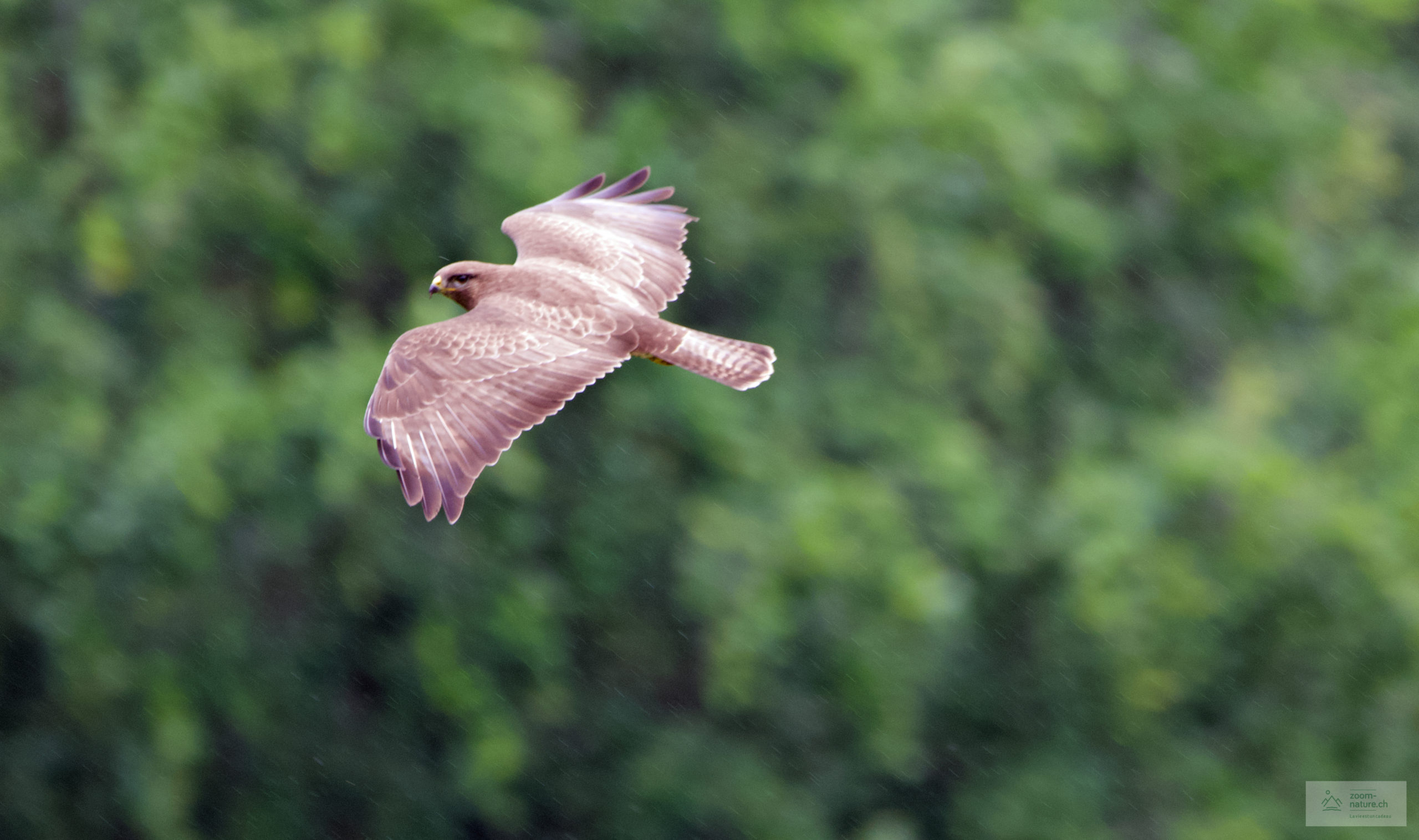 Les rapaces - ZOOM-NATURE.CH