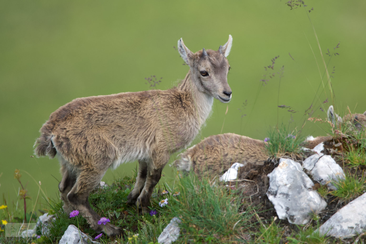 Les cabris - ZOOM-NATURE.CH