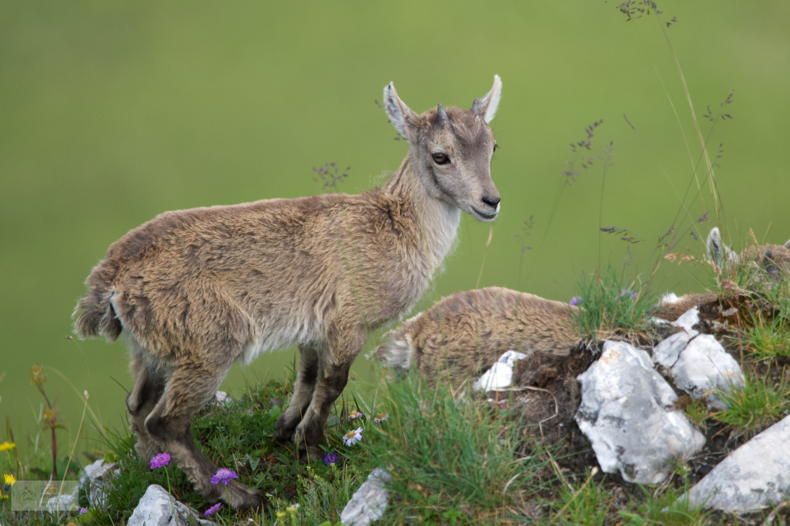 Les cabris - ZOOM-NATURE.CH
