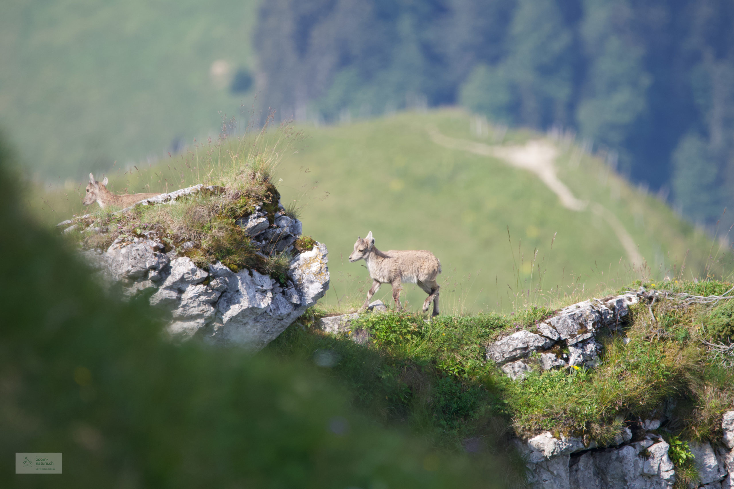 Les cabris - ZOOM-NATURE.CH