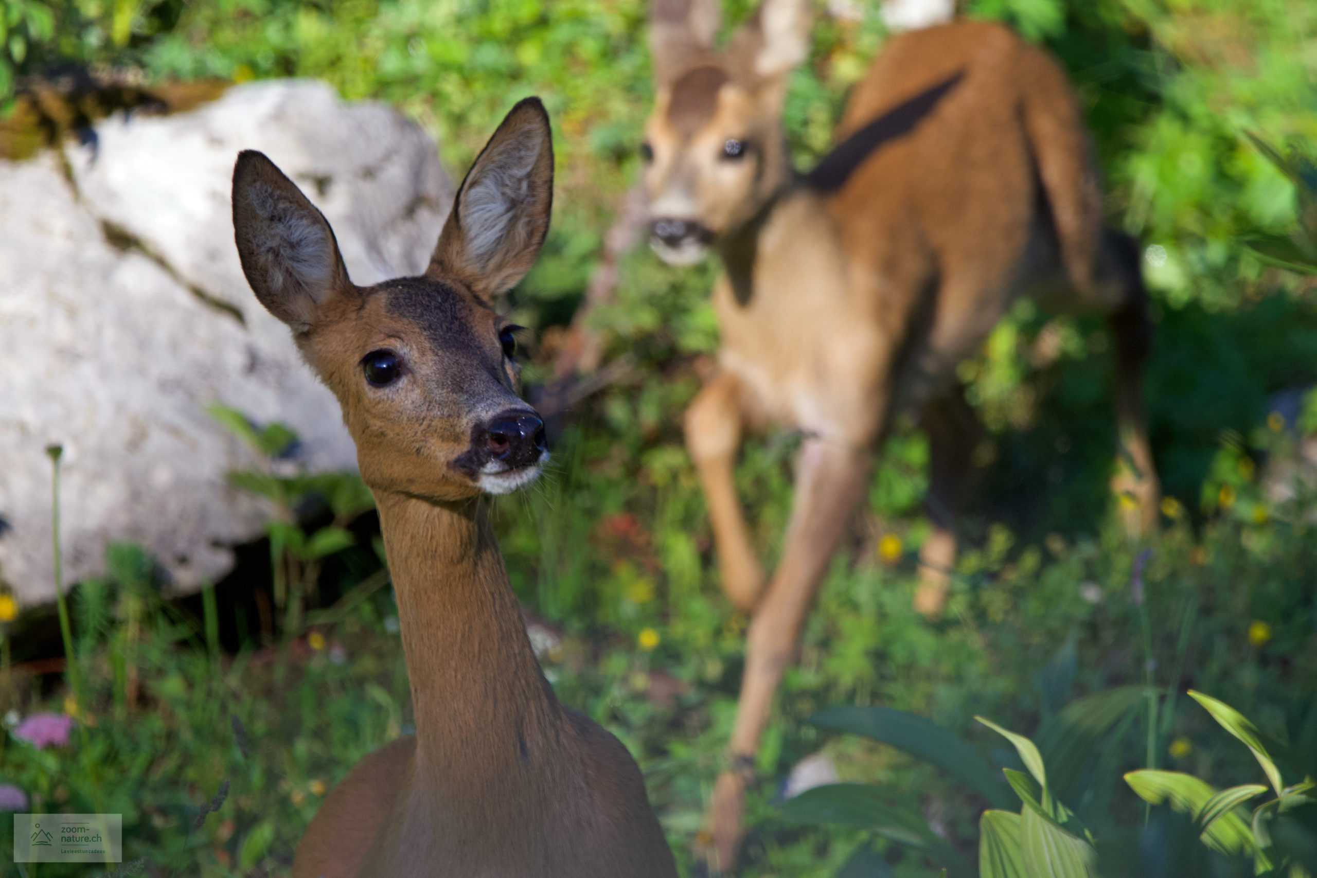 La vie des chevreuils - ZOOM-NATURE.CH