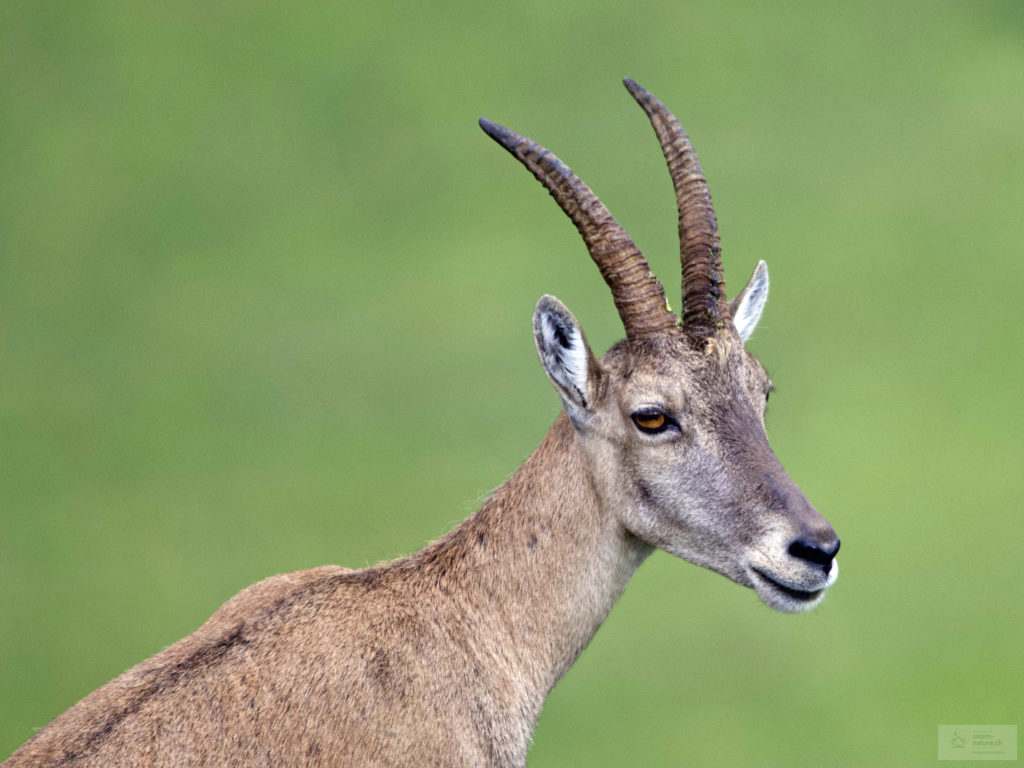 Les cabris - ZOOM-NATURE.CH