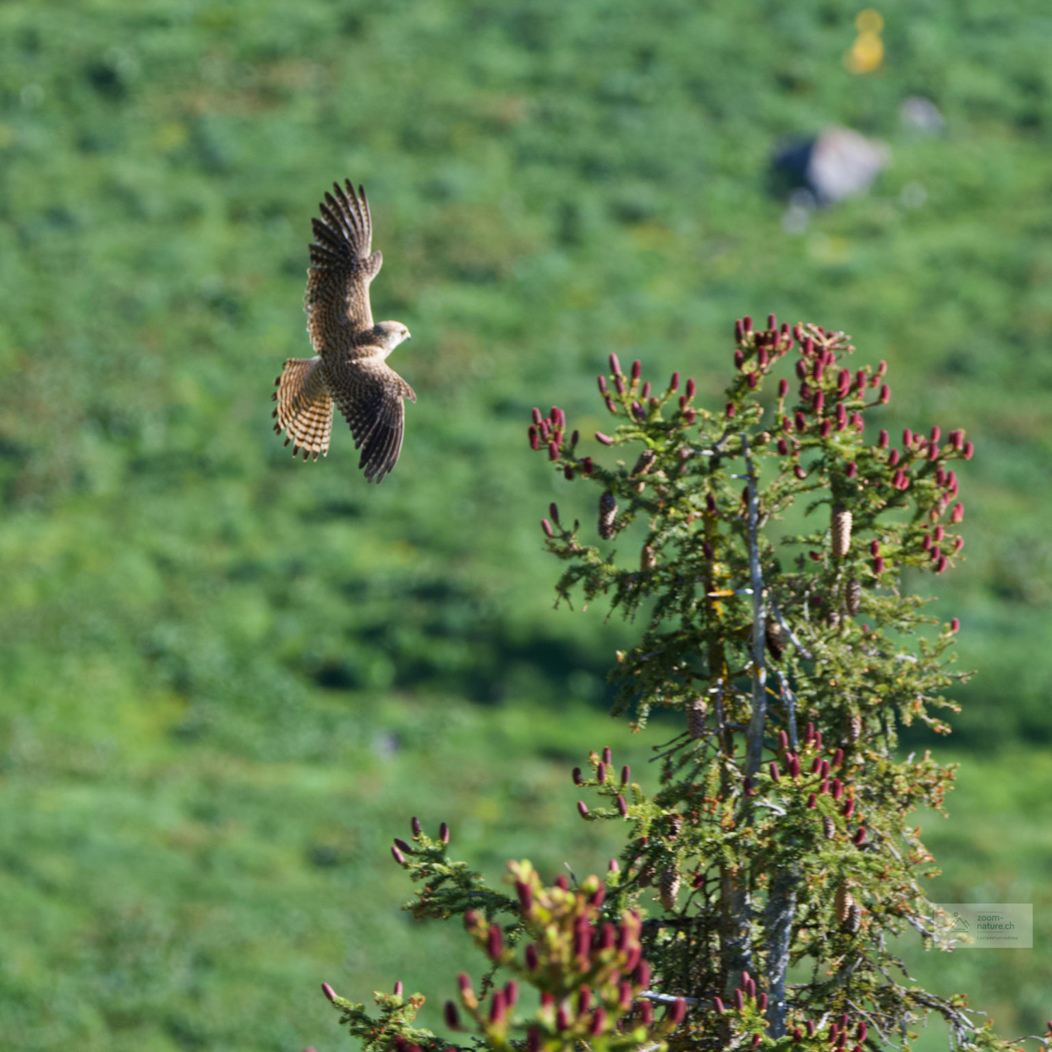 Les rapaces - ZOOM-NATURE.CH