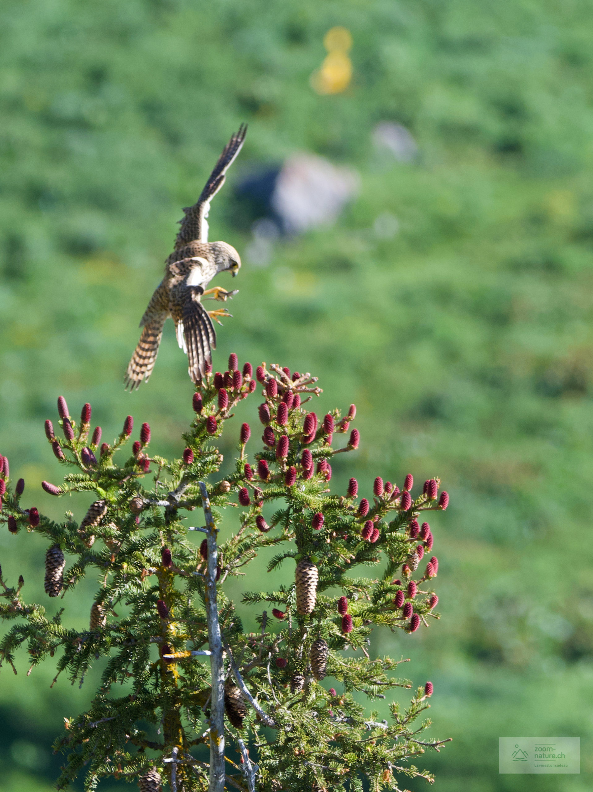 Les rapaces - ZOOM-NATURE.CH