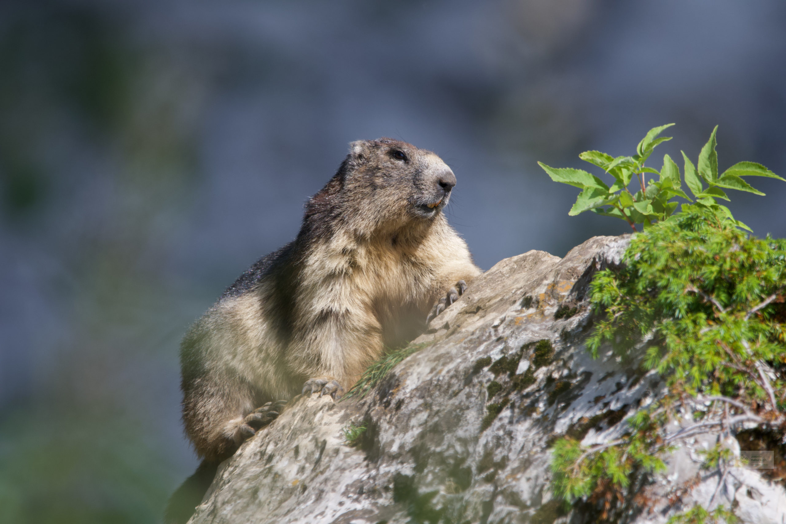 Galerie Photos - Marmottes - ZOOM-NATURE.CH