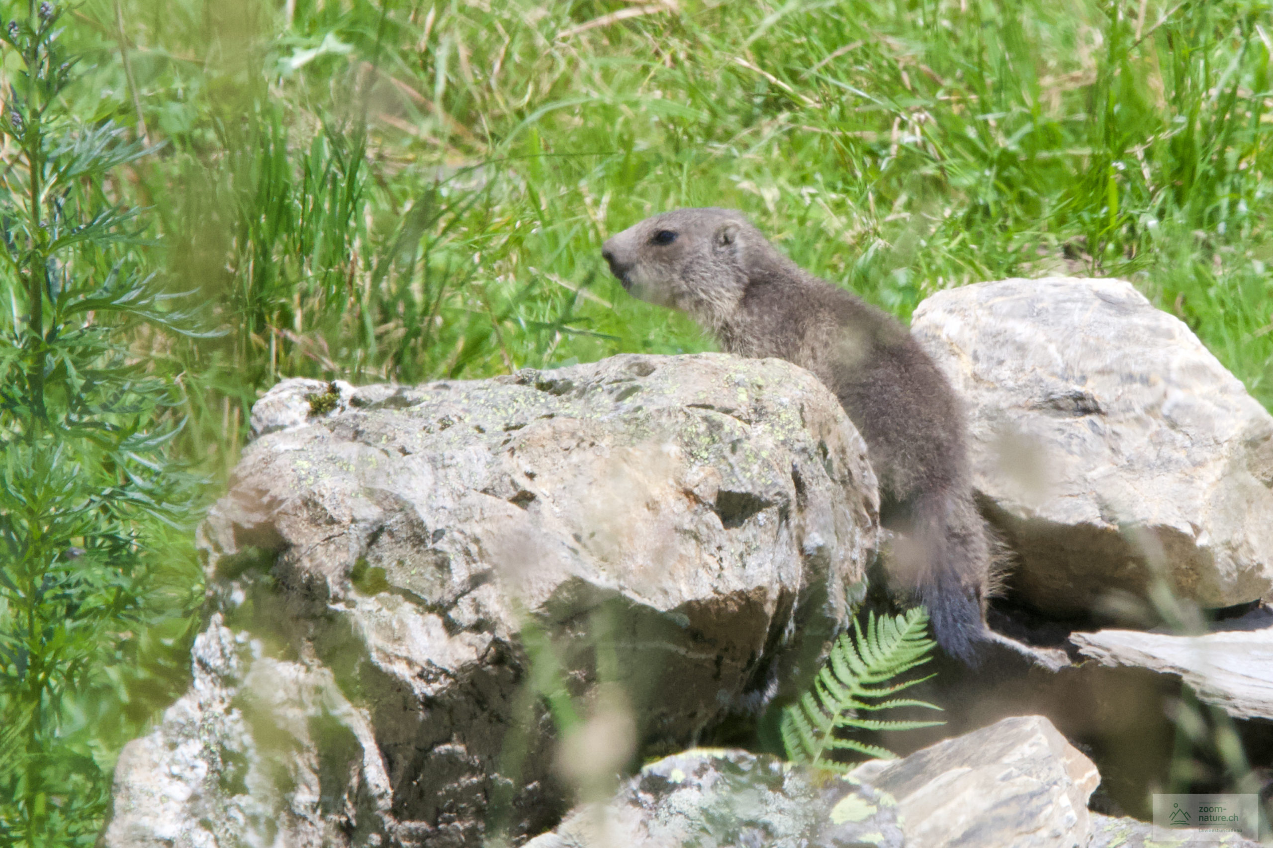 Galerie Photos - Marmottes - ZOOM-NATURE.CH