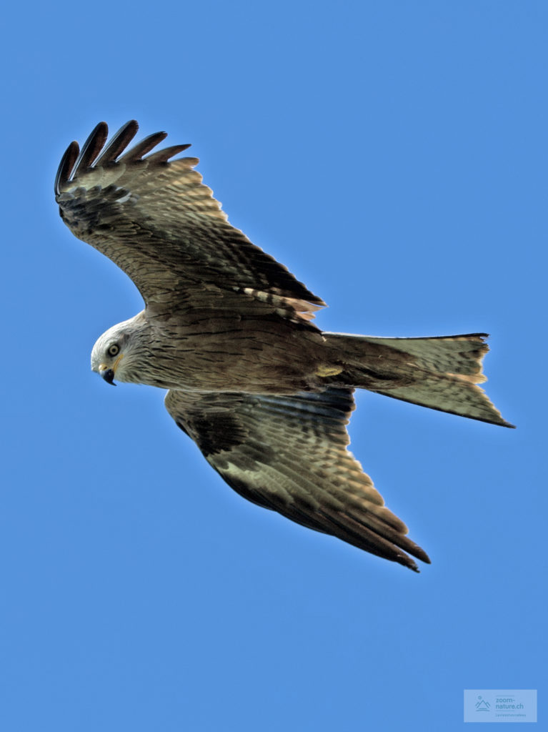 Les rapaces - ZOOM-NATURE.CH