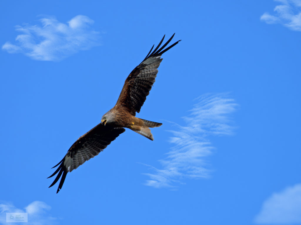 Les rapaces - ZOOM-NATURE.CH