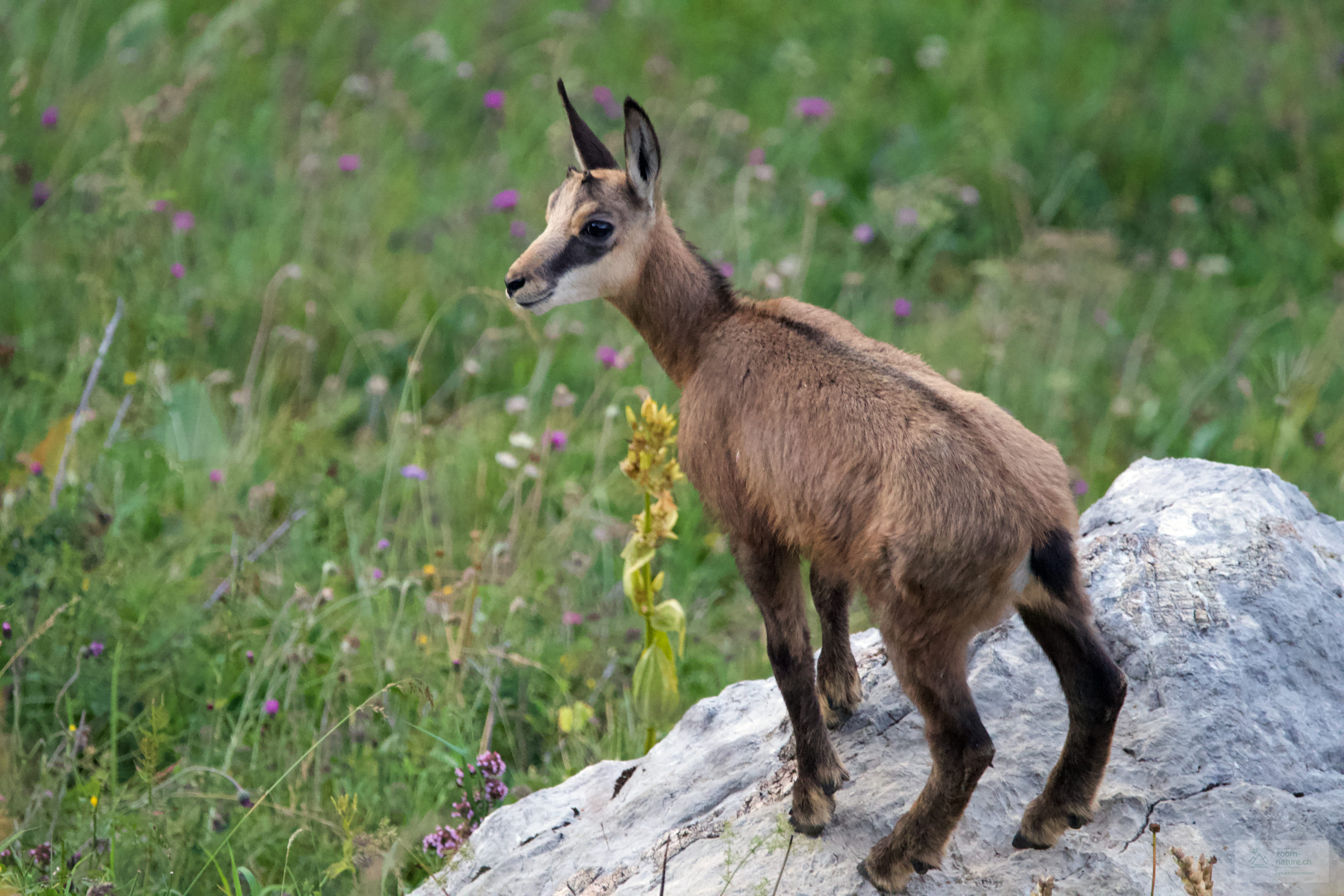 Les chevreaux - ZOOM-NATURE.CH