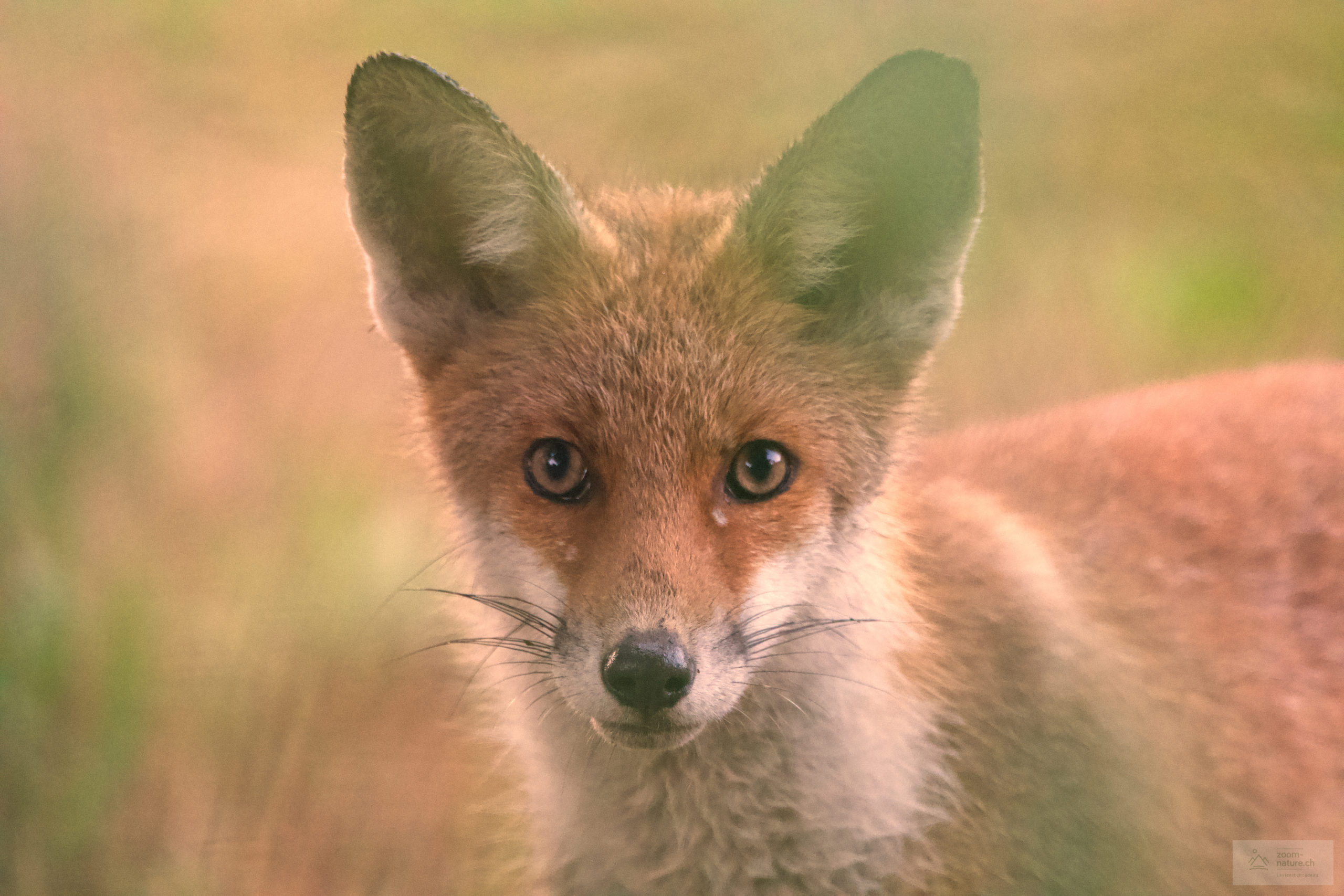 Le mulotage du renard - ZOOM-NATURE.CH