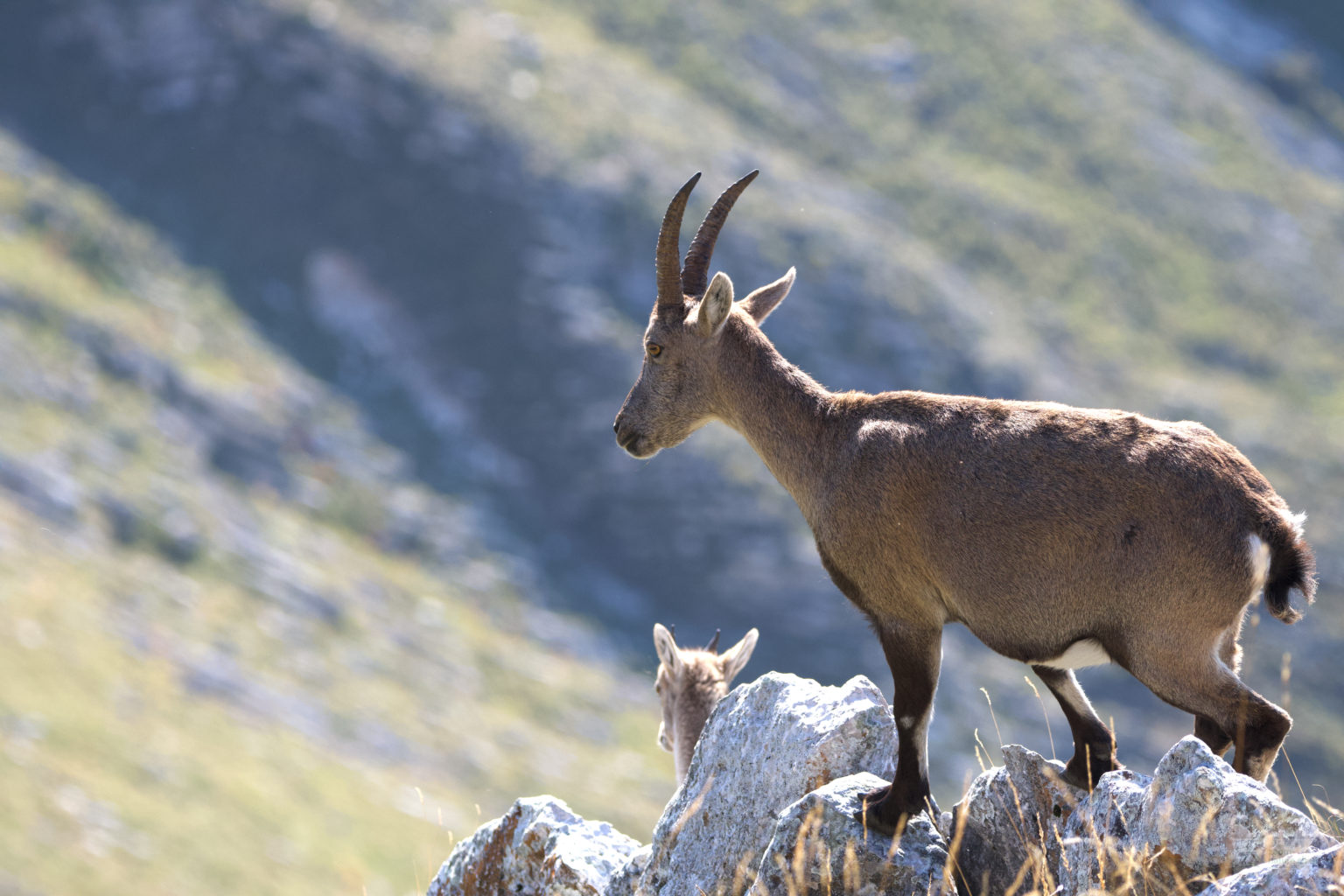 Le retour des cabris - ZOOM-NATURE.CH