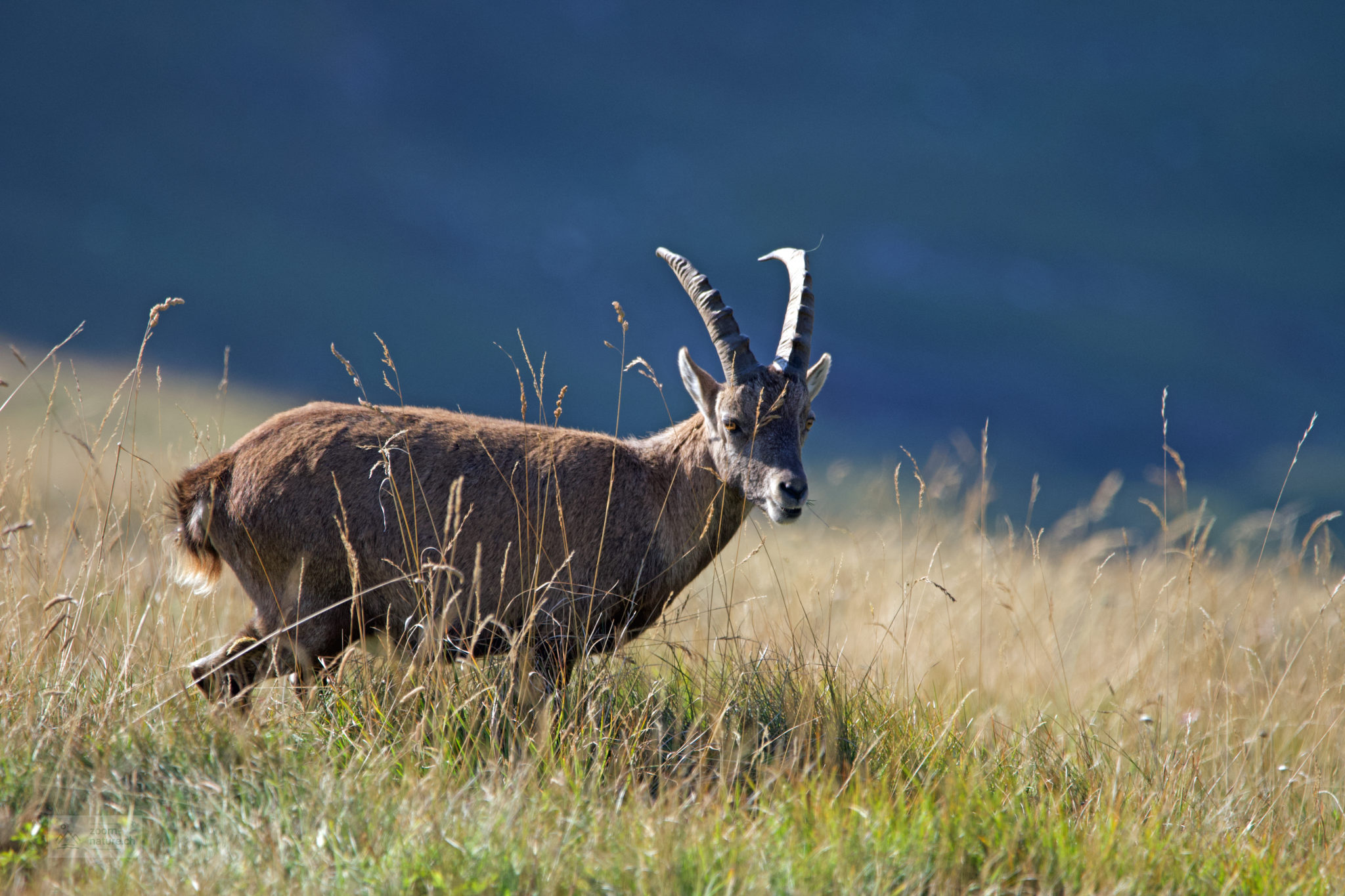 Le retour des cabris - ZOOM-NATURE.CH