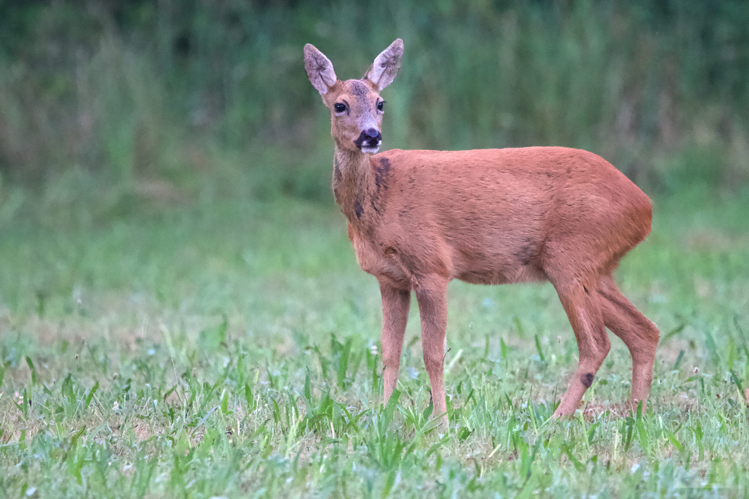 Brocard ou chevrette ? - ZOOM-NATURE