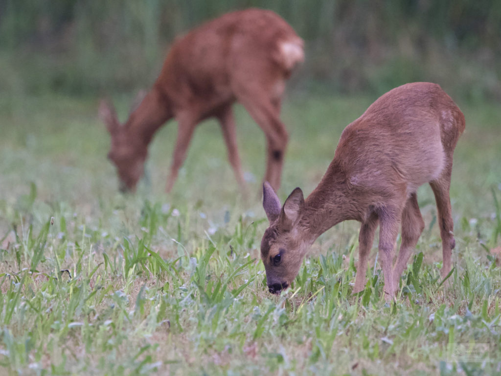 Brocard ou chevrette ? - ZOOM-NATURE.CH