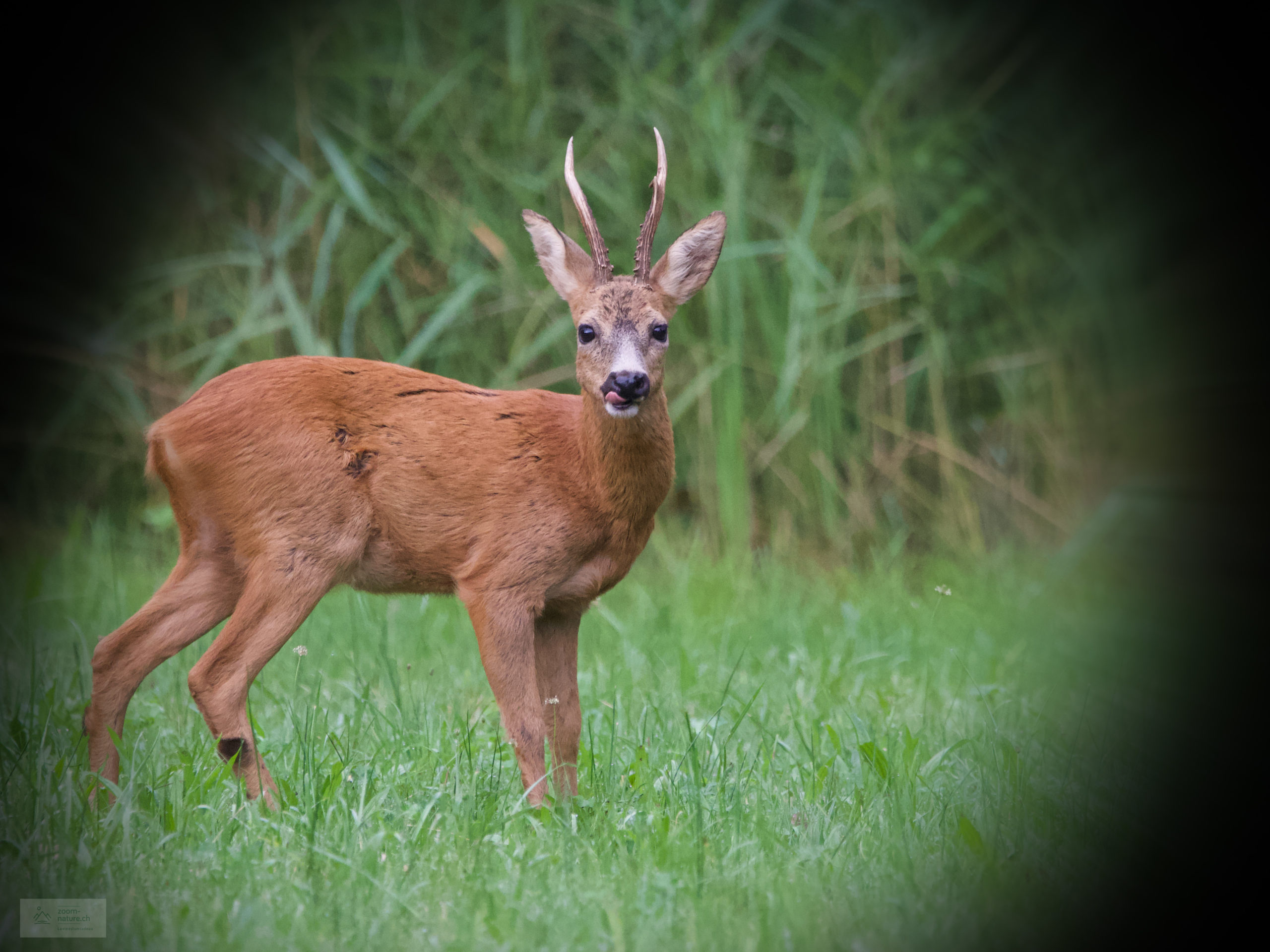 Brocard ou chevrette ? - ZOOM-NATURE.CH