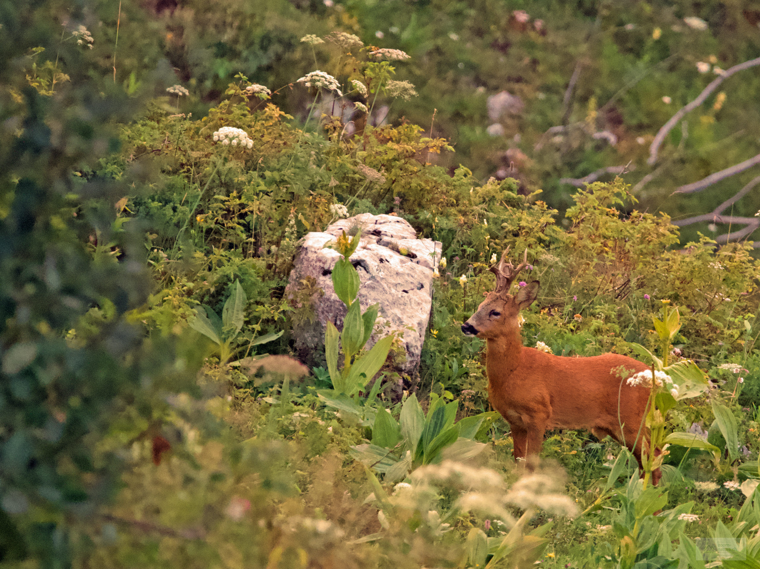 Brocard ou chevrette ? - ZOOM-NATURE.CH