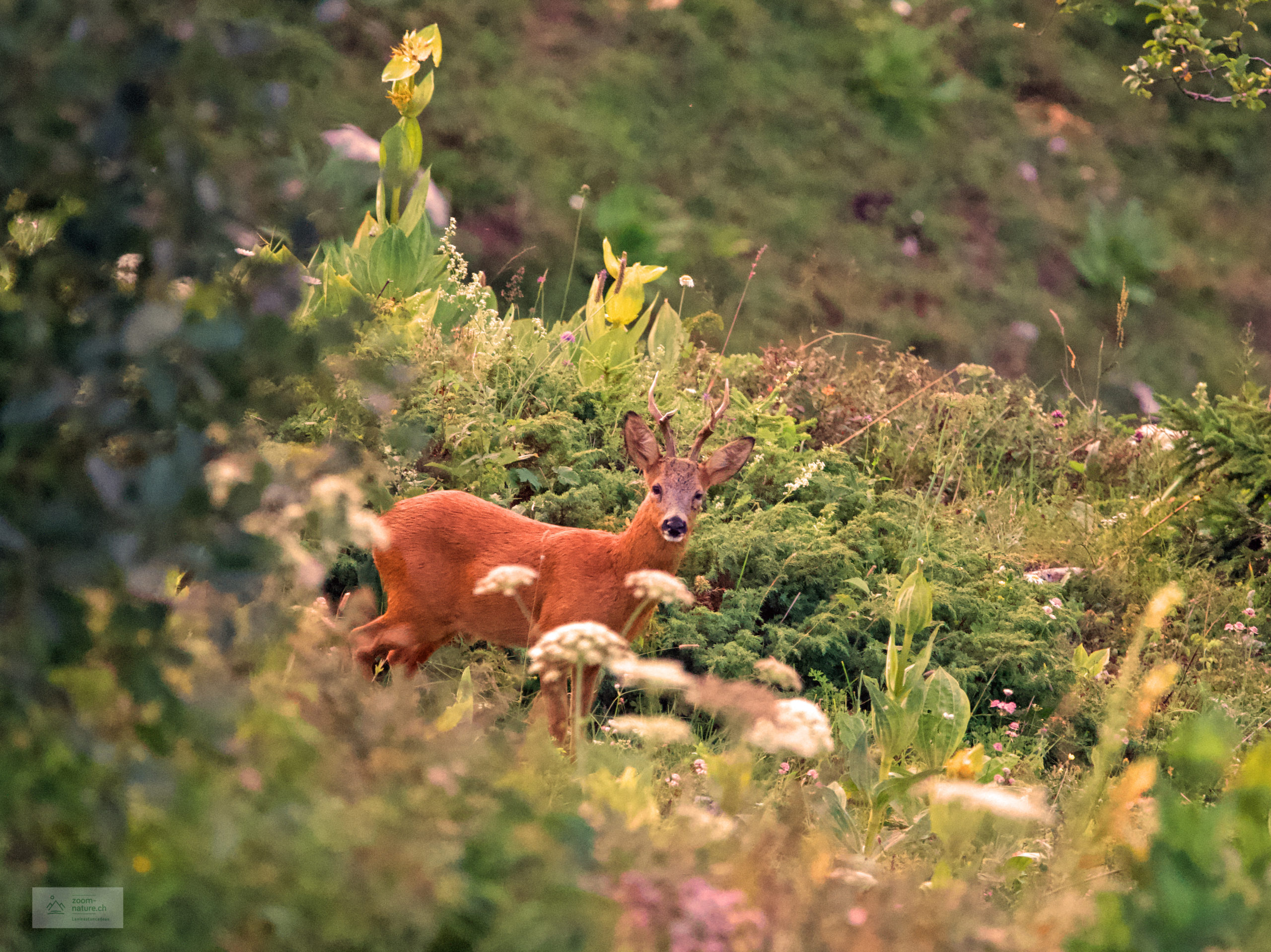 Brocard ou chevrette ? - ZOOM-NATURE
