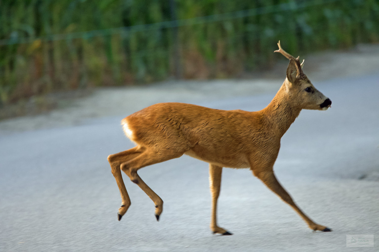 Brocard ou chevrette ? - ZOOM-NATURE.CH