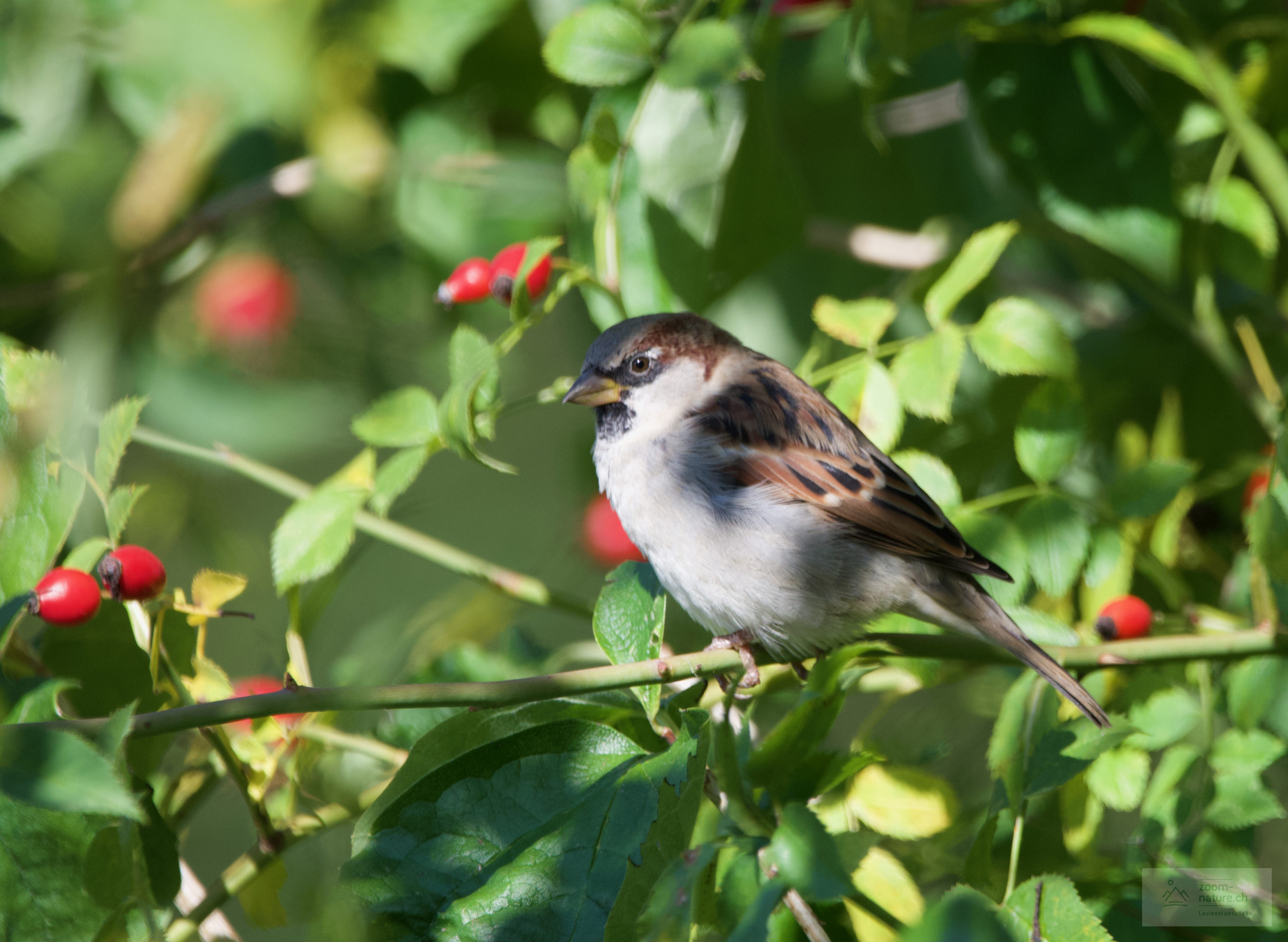 Le moineau domestique - ZOOM-NATURE.CH