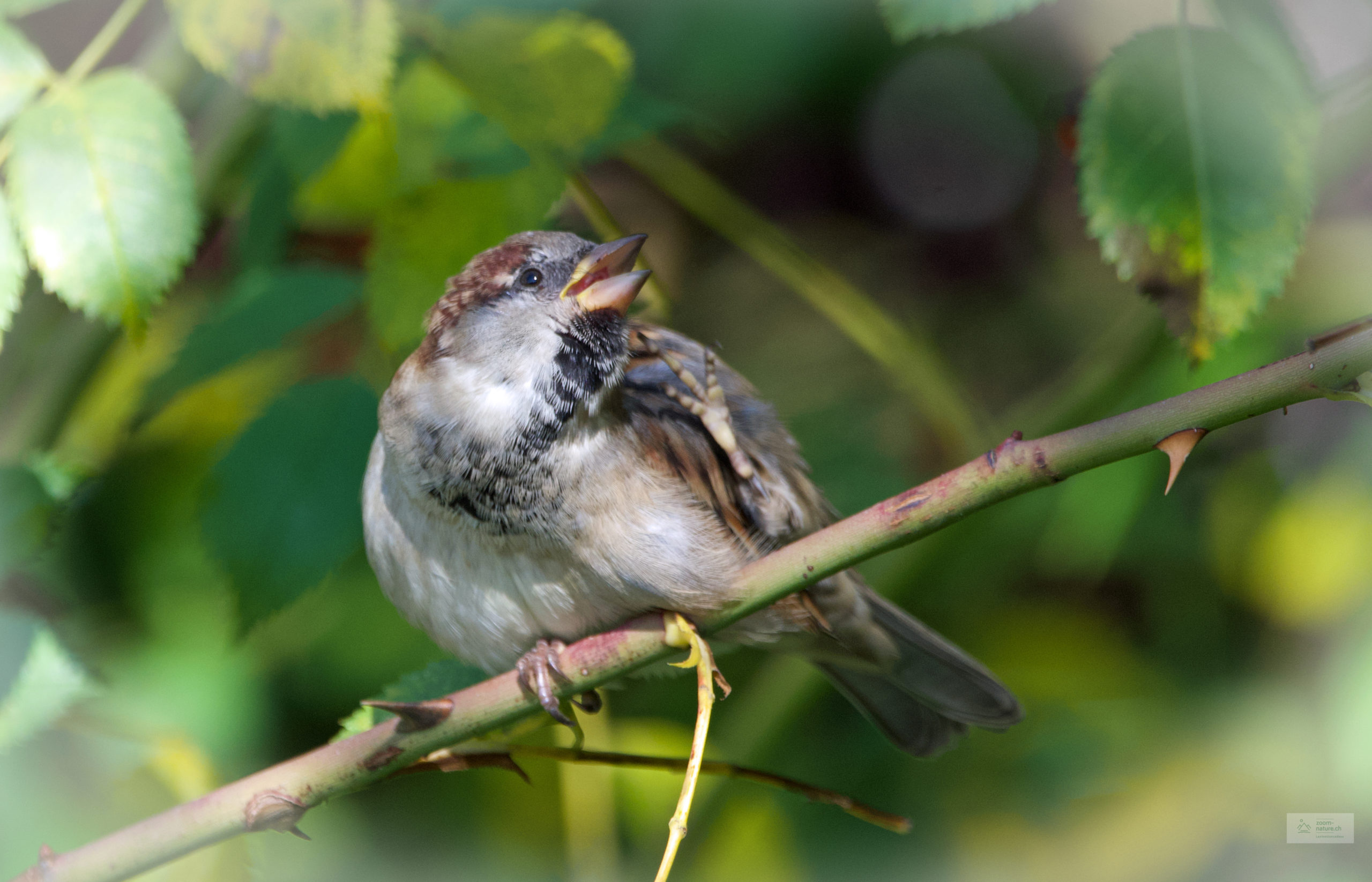 Le moineau domestique - ZOOM-NATURE.CH