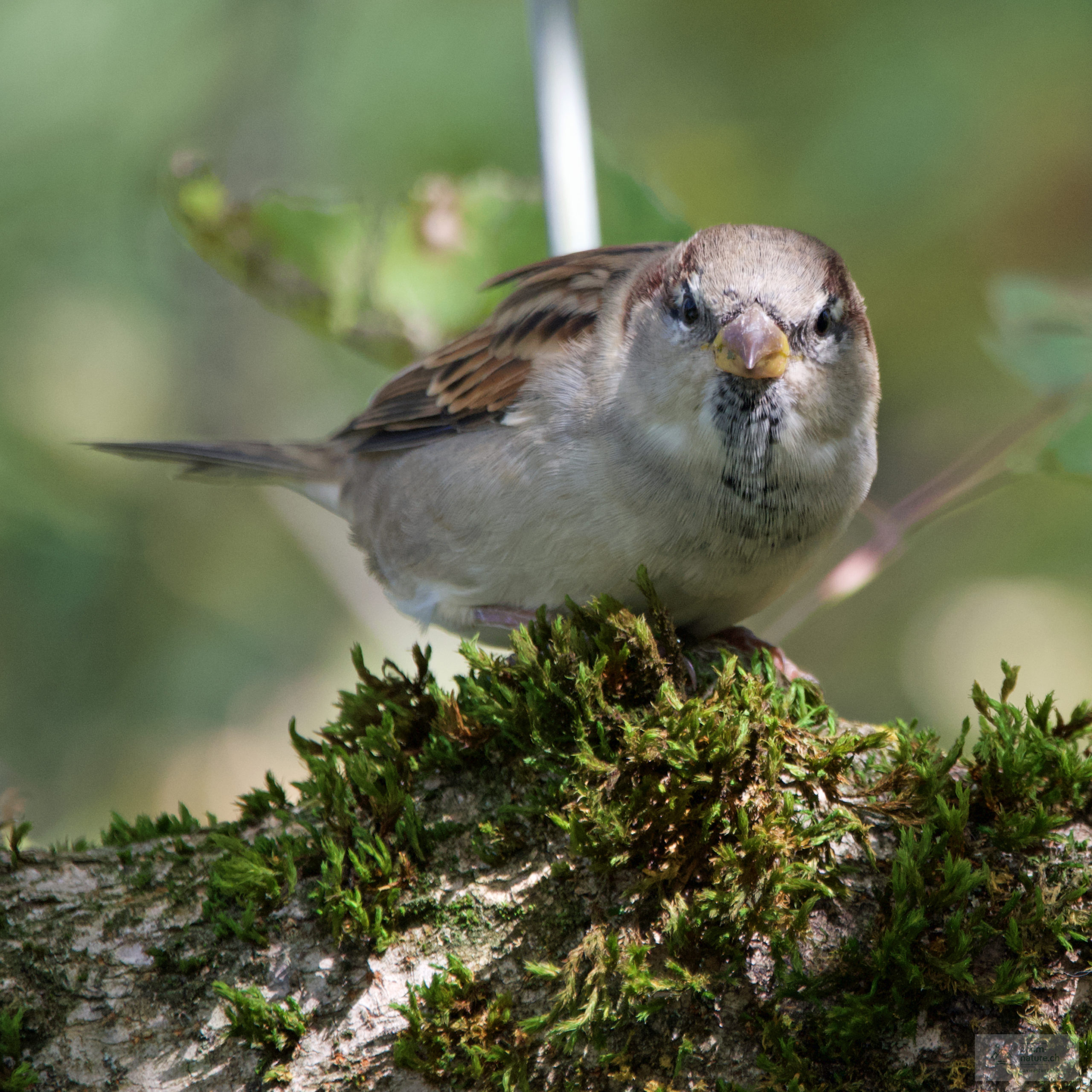Le moineau domestique - ZOOM-NATURE.CH