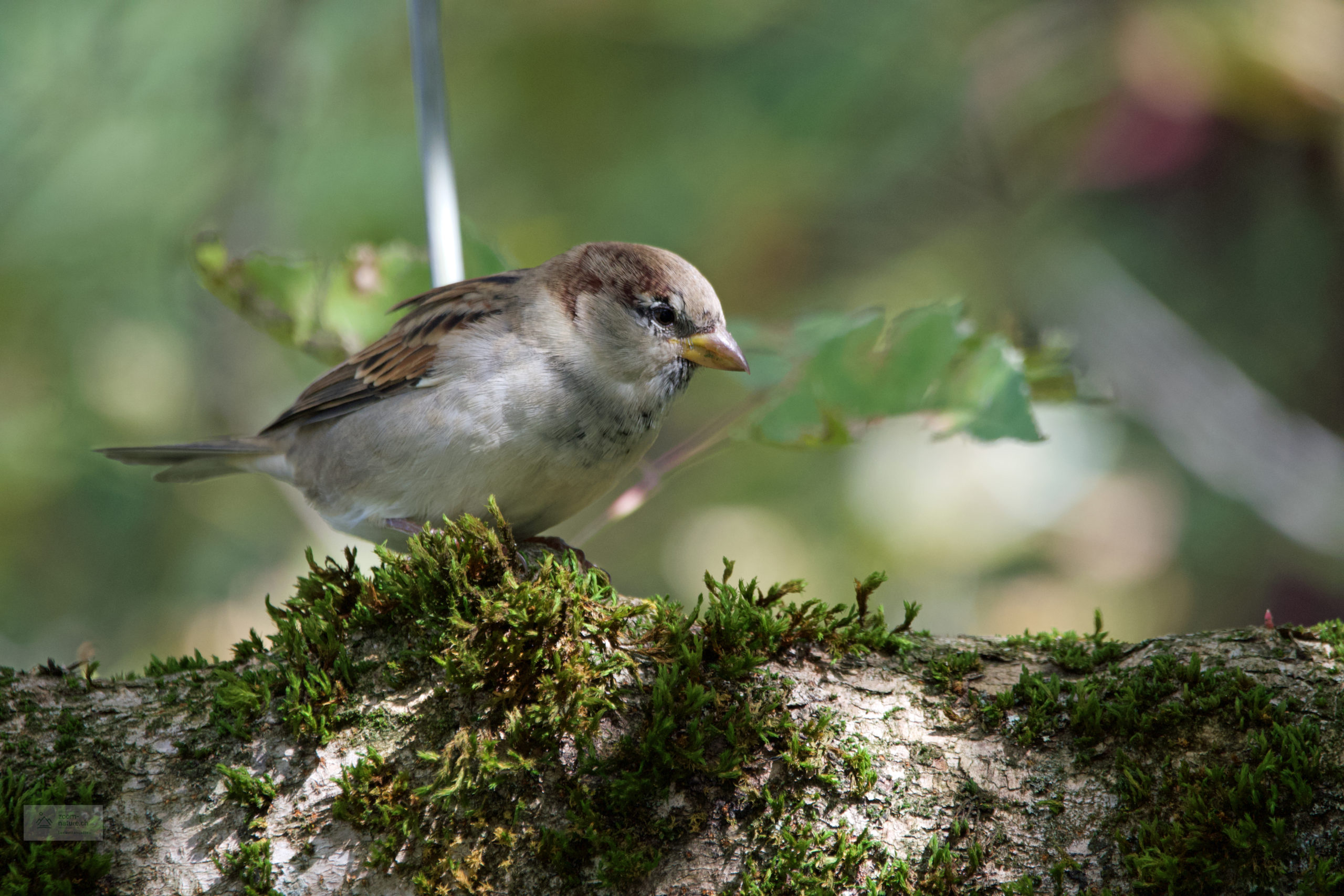 Le moineau domestique - ZOOM-NATURE.CH