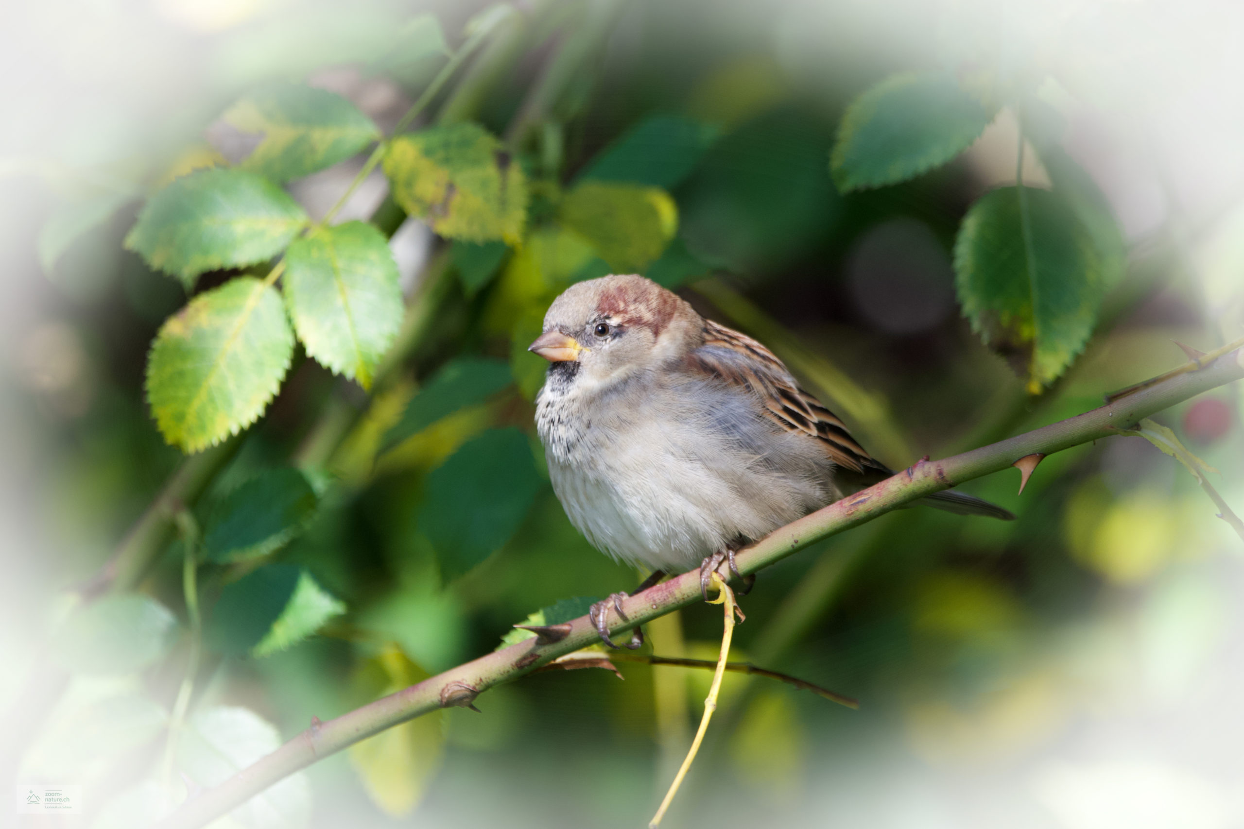 Le moineau domestique - ZOOM-NATURE.CH