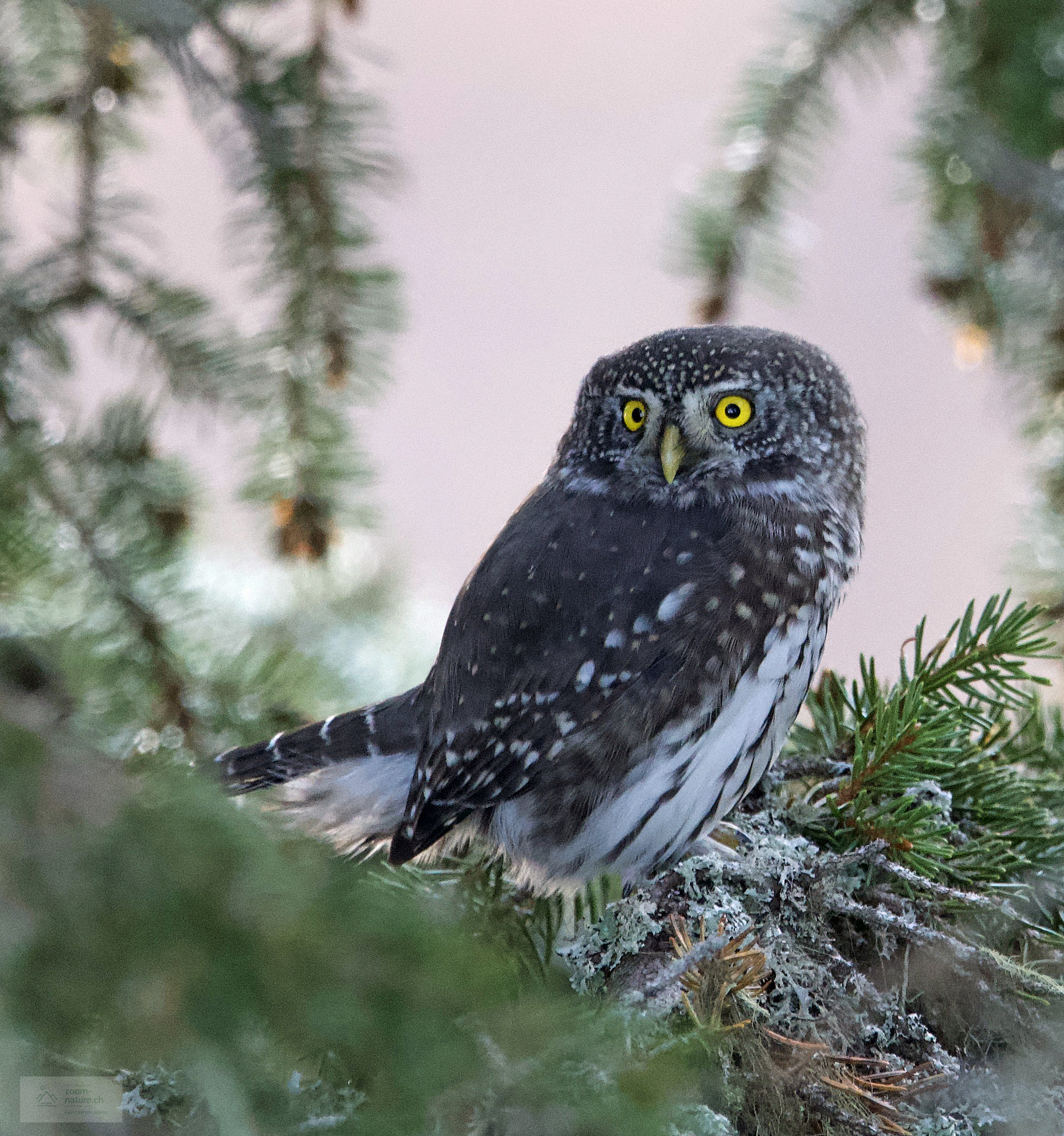 La Chevêchette d'Europe - ZOOM-NATURE.CH