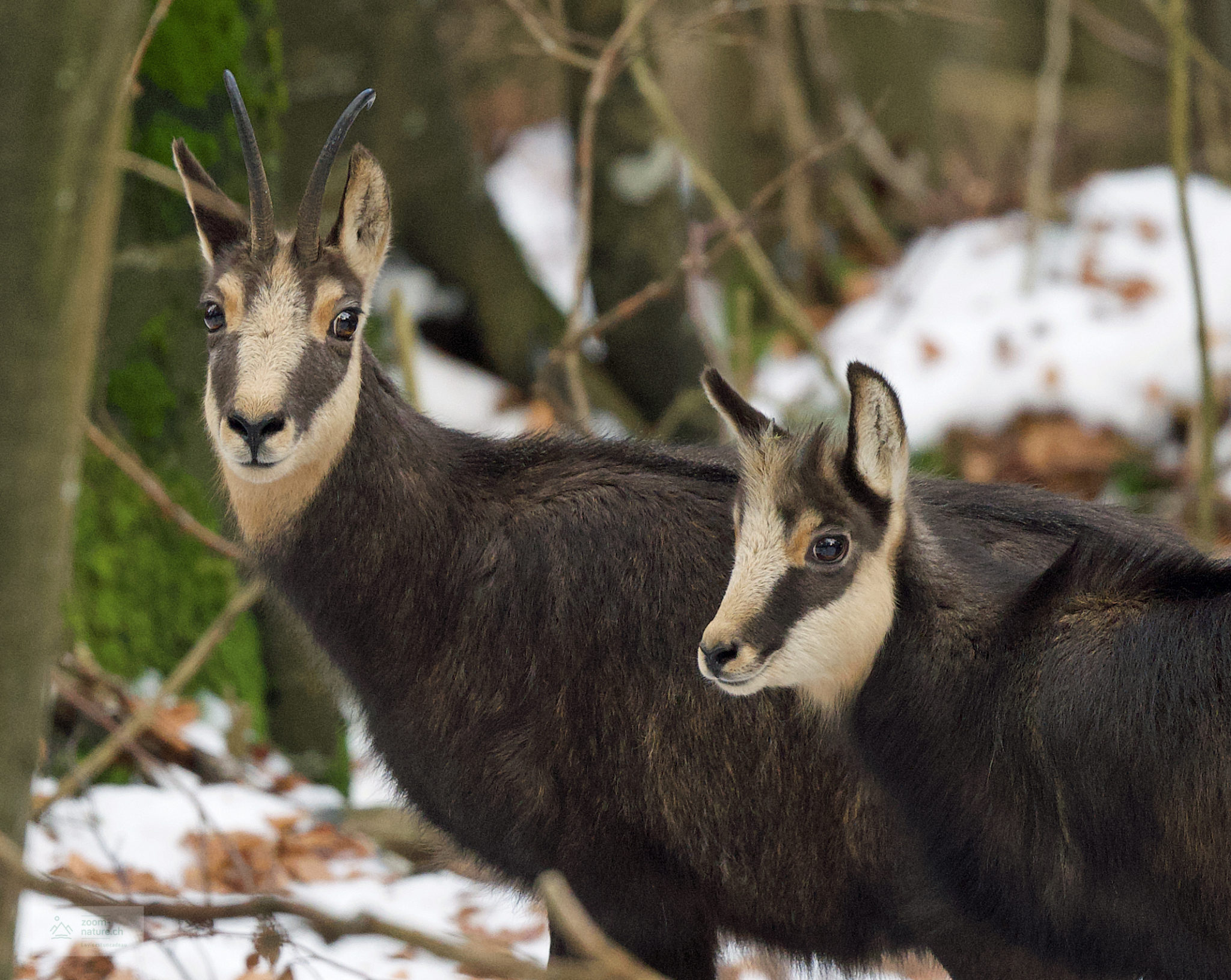 Les chamois et la neige - ZOOM-NATURE.CH