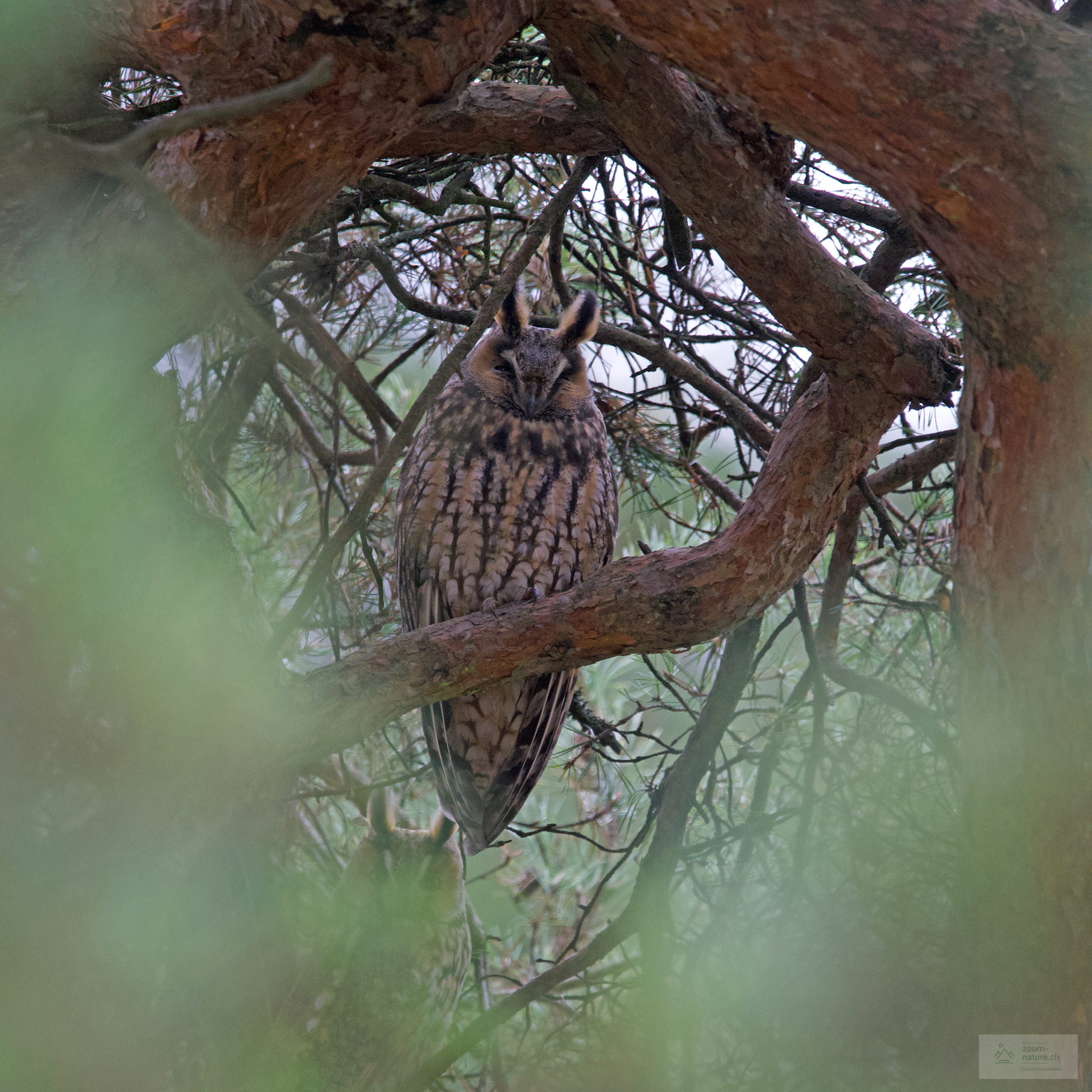 Le Hibou Moyen-Duc - ZOOM-NATURE.CH