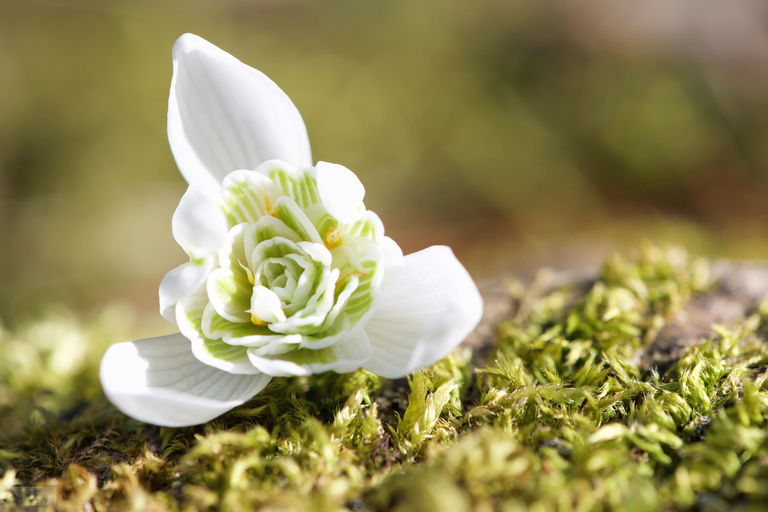 Le Perce-neige sonne le printemps - ZOOM-NATURE.CH