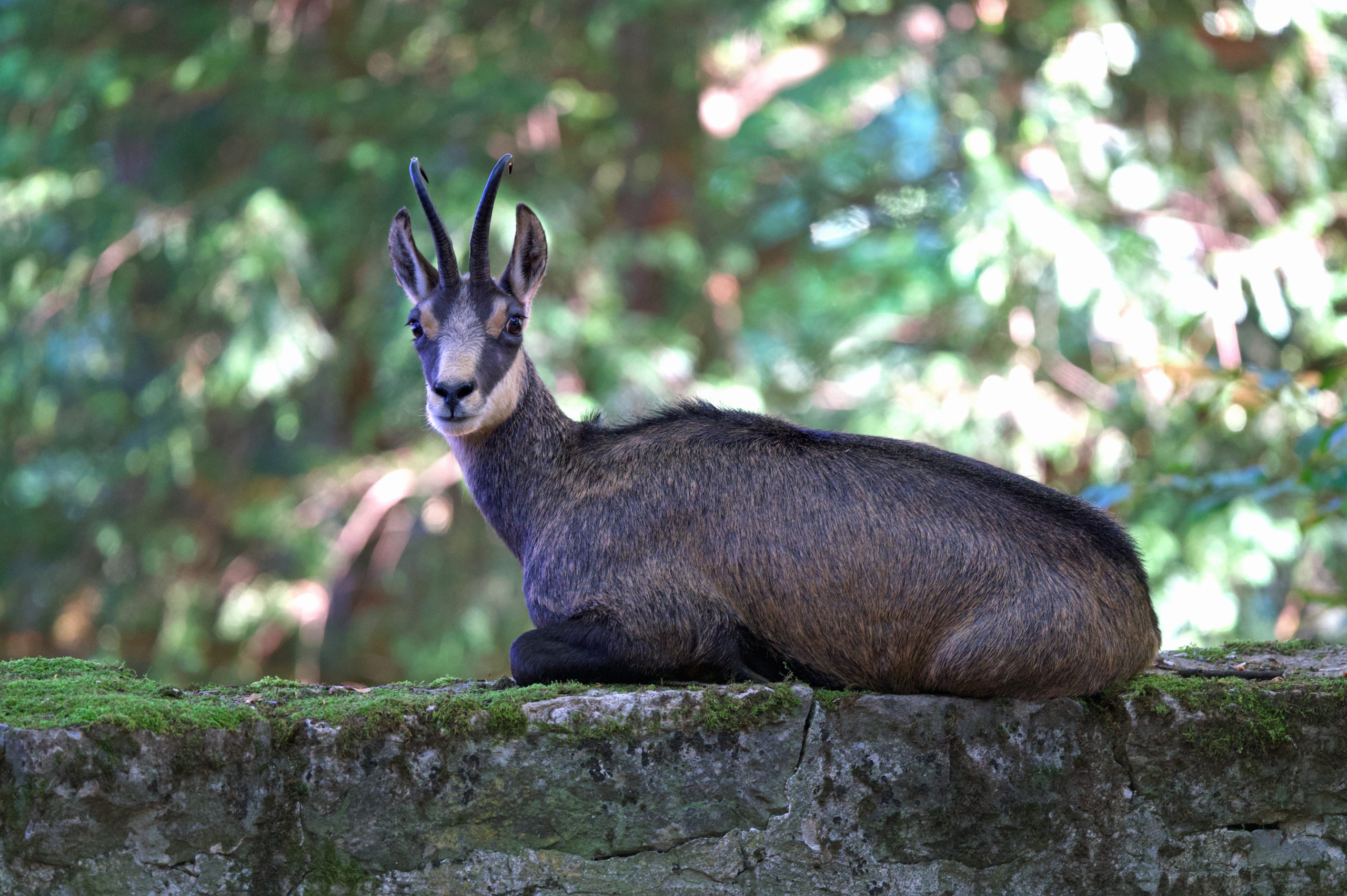 Le jardin des chamois - ZOOM-NATURE.CH
