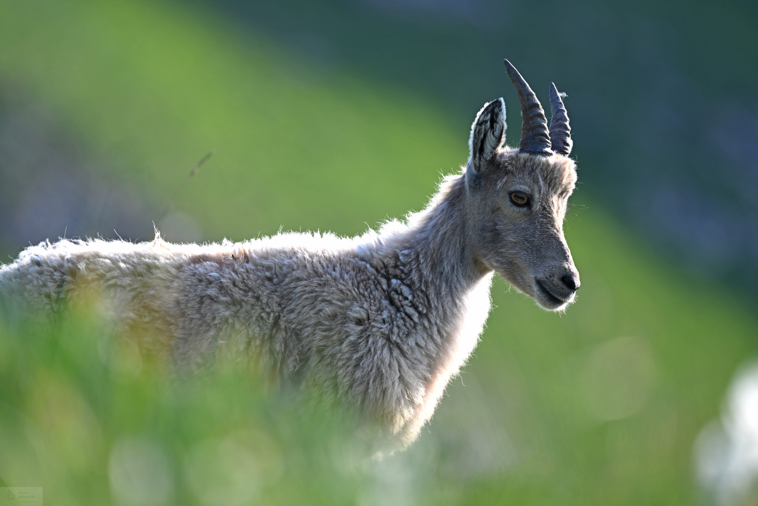 Les cabris et l'étagne - ZOOM-NATURE.CH